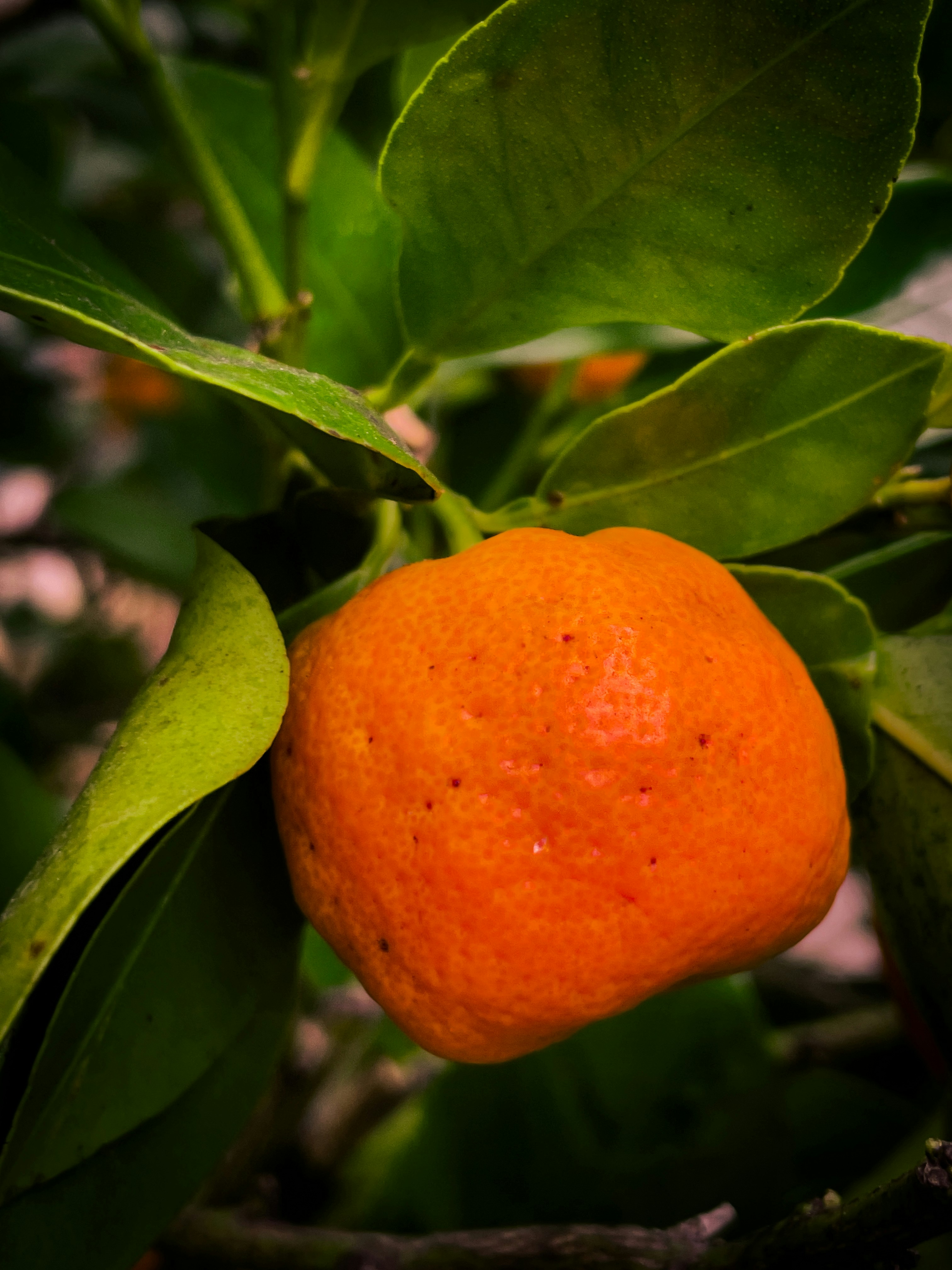 Orange on a Branch: A Close-Up of Citrus Texture and Green Foliage