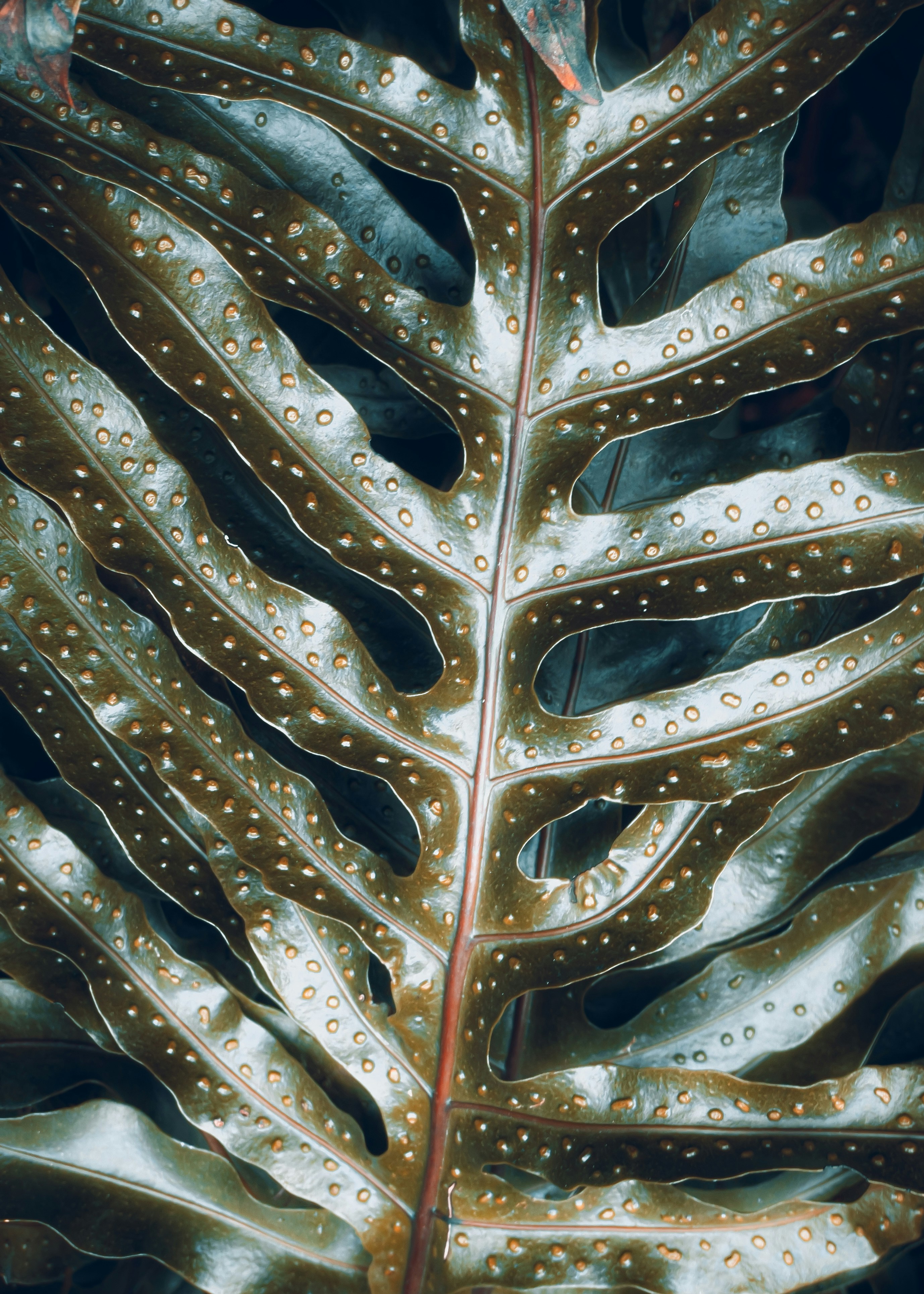 Iridized Fern: close-up of a perforated frond under moody light