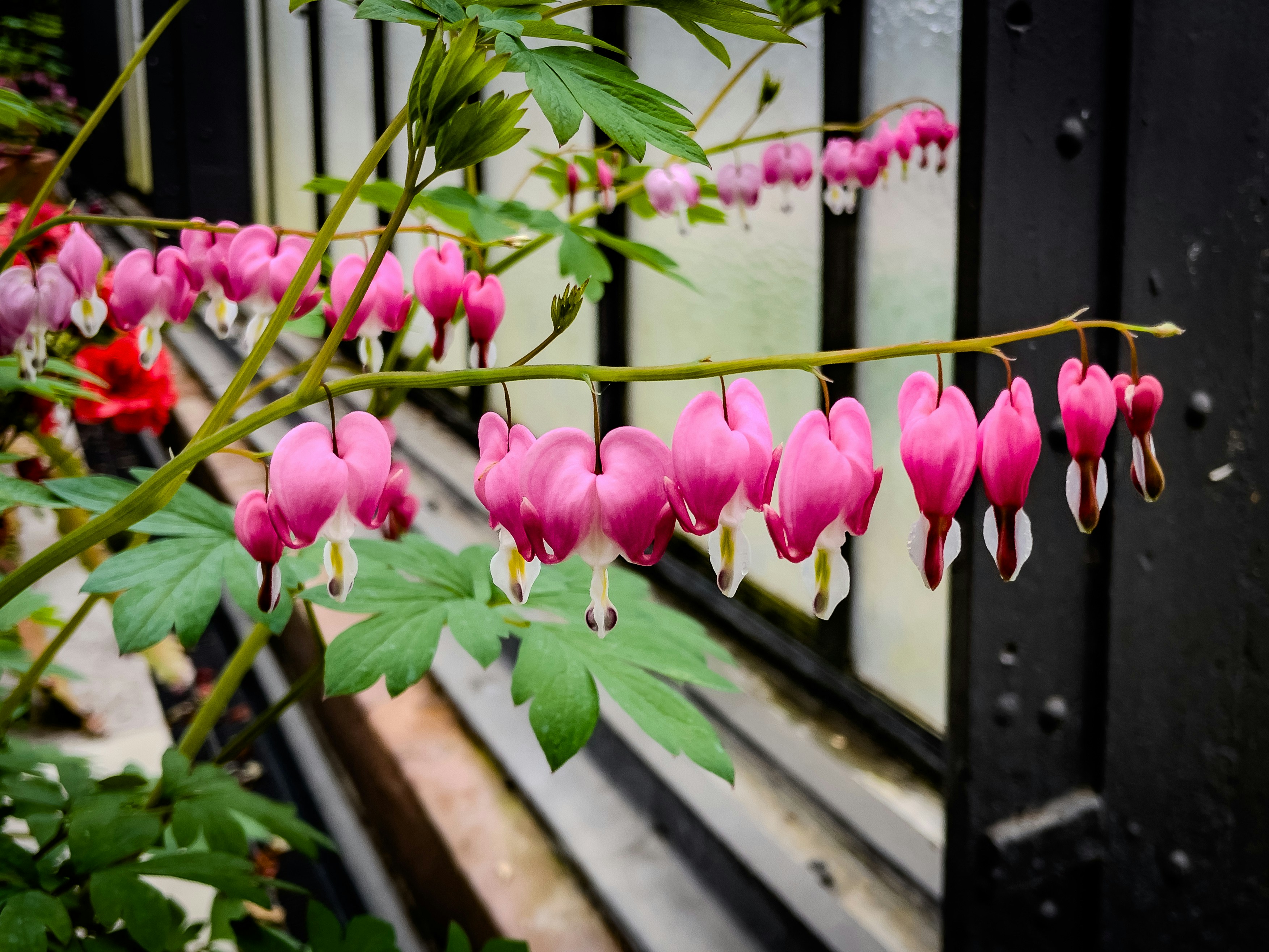 Curved Blooms on a Metal Ledge
