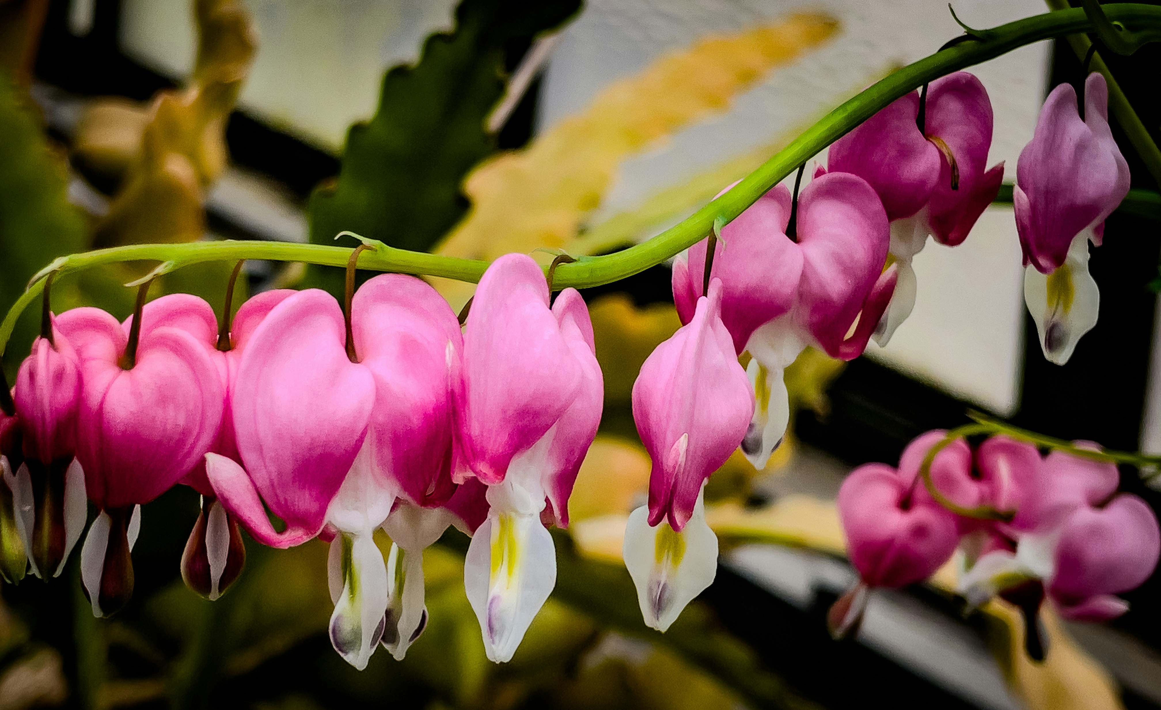 Clusters of pink bleeding-heart flowers form a curved banner across the frame, with pale white tips and a dark background that hints at a greenhouse setting.