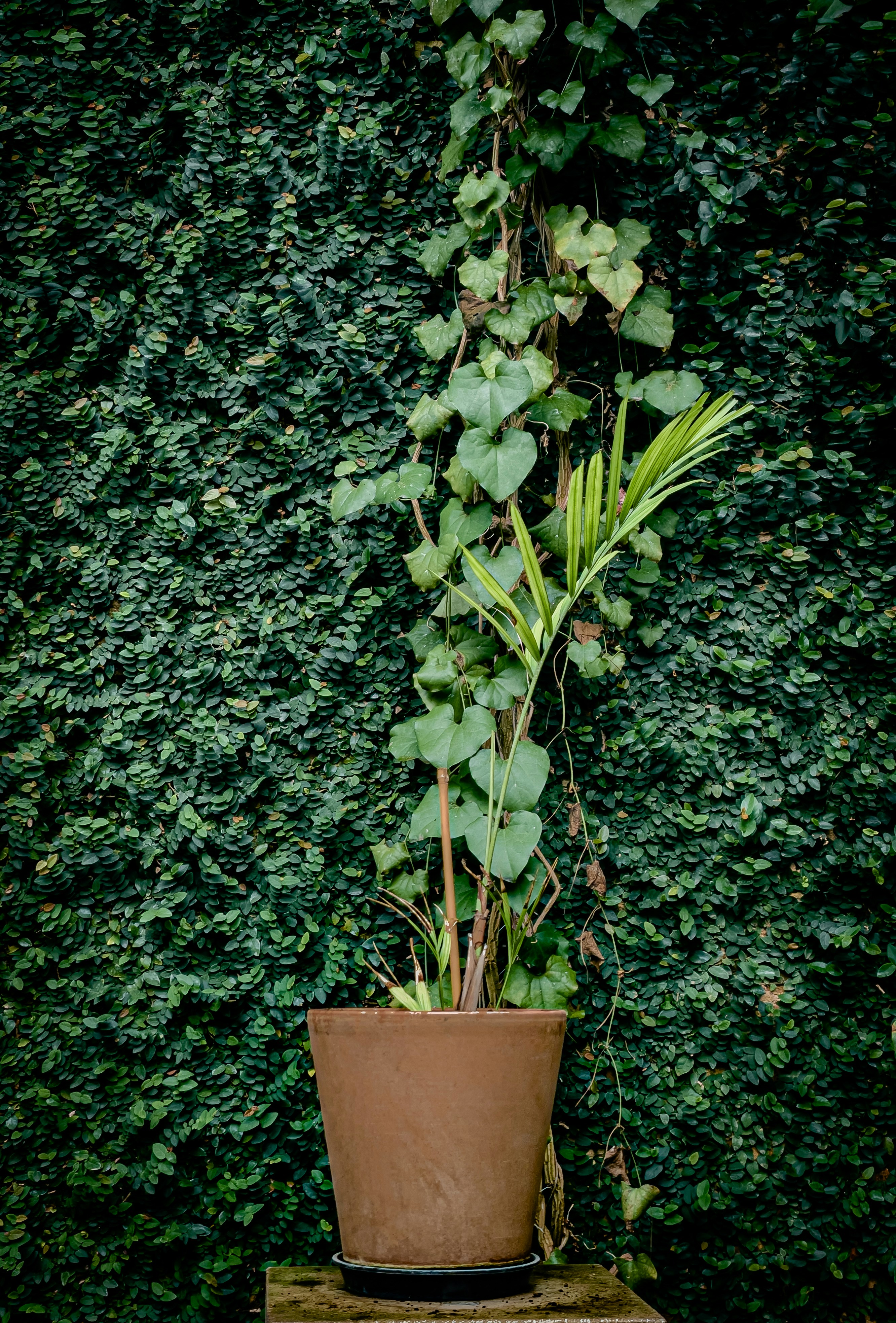 Urban Jungle in a Pot: Vines Climbing a Terracotta Stand