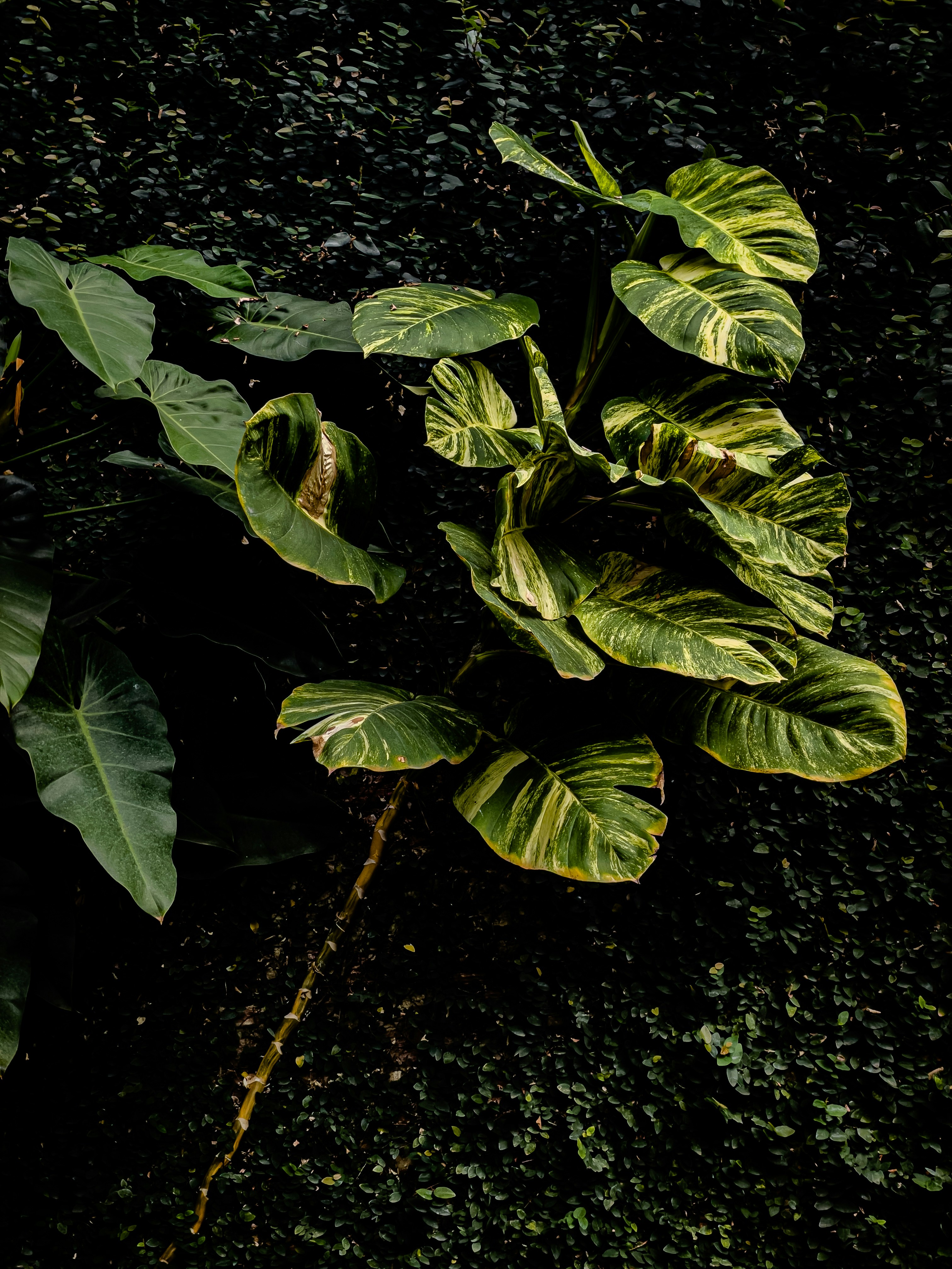 Variegated foliage catching dappled light in a shadowed hedge