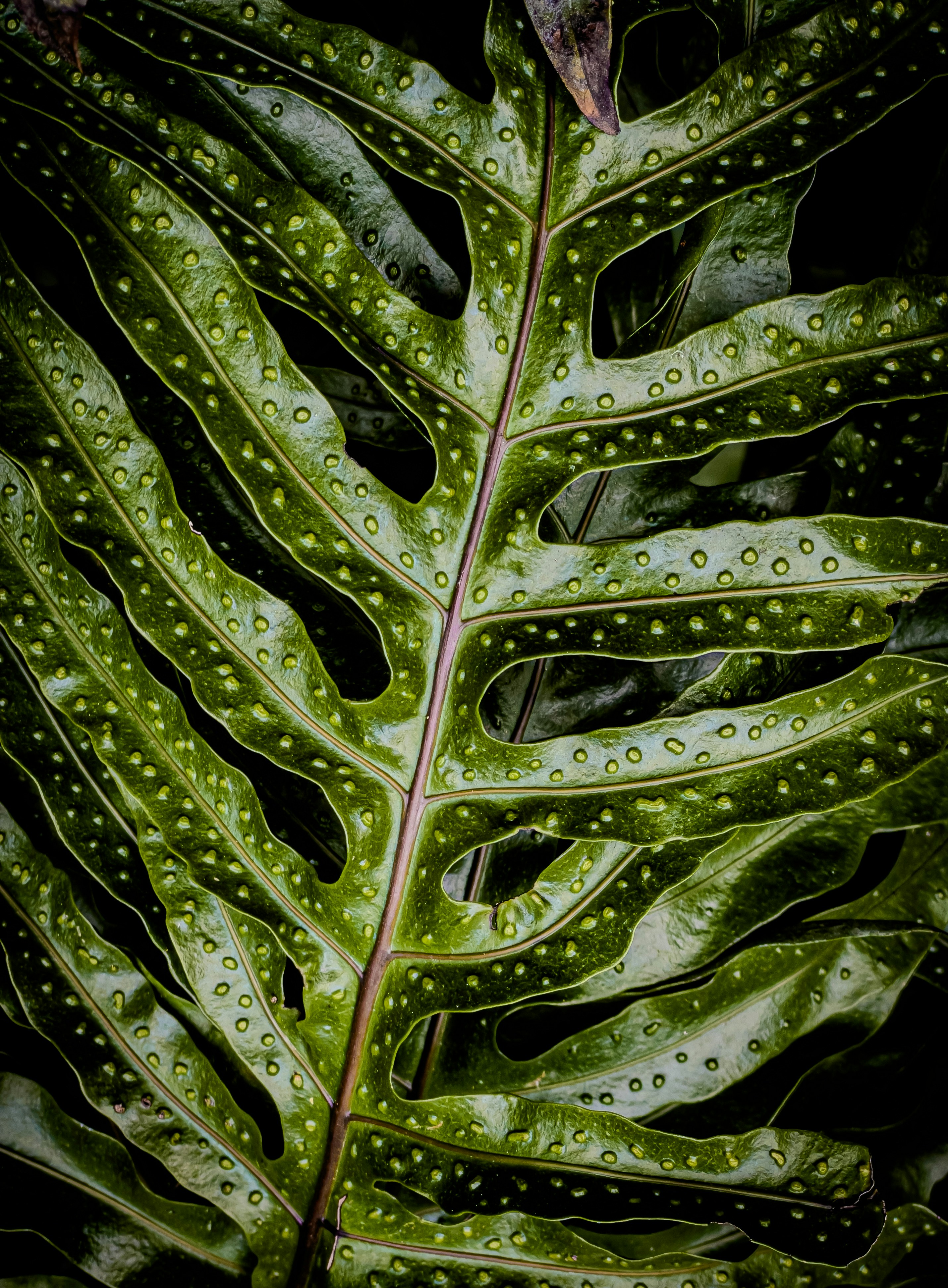 Veined Fern Frond with Dew Droplets: A Macro Green Portrait