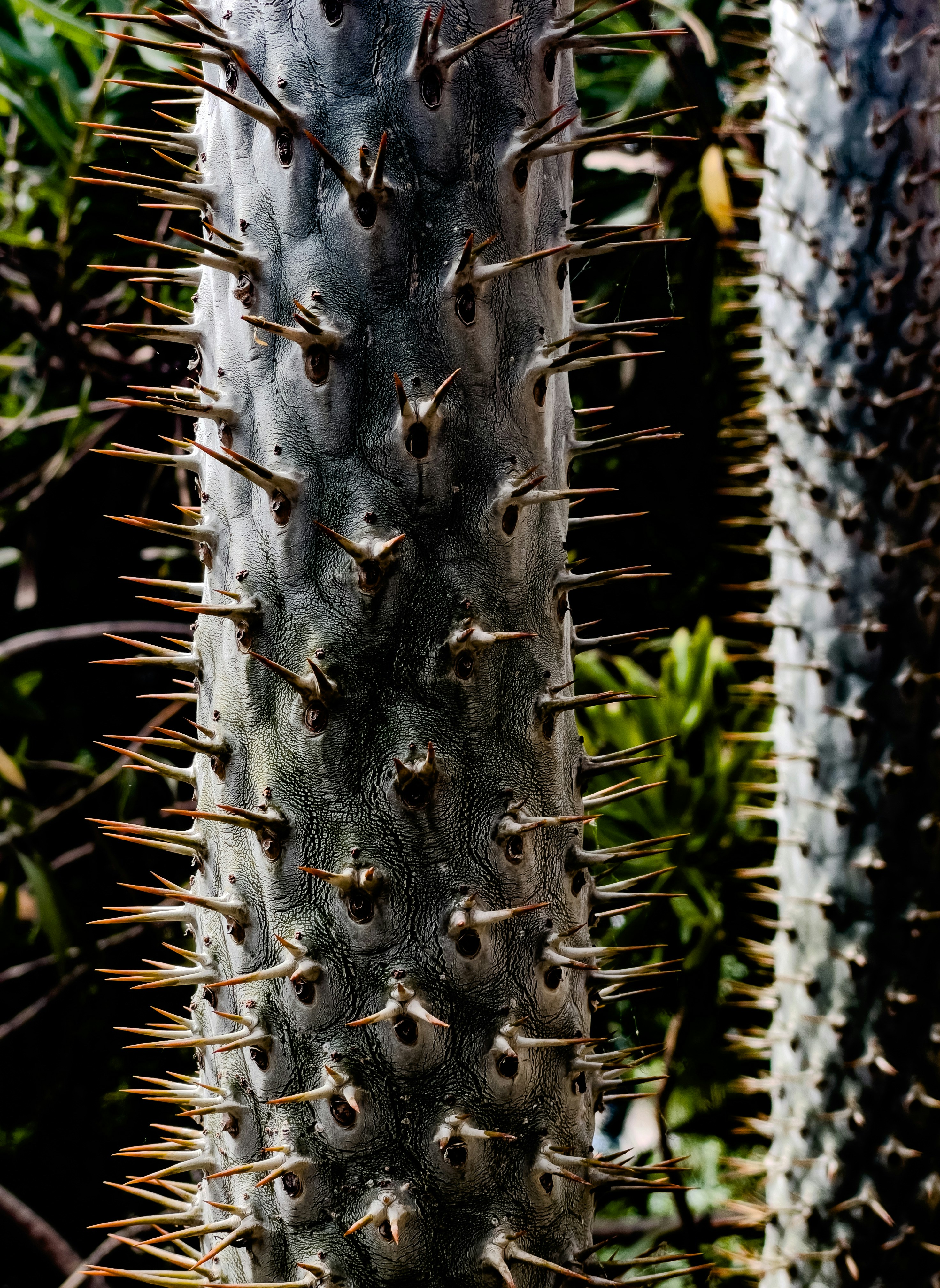 Spined Trunk in Focus: A Desert Garden’s Thorny Sentinel