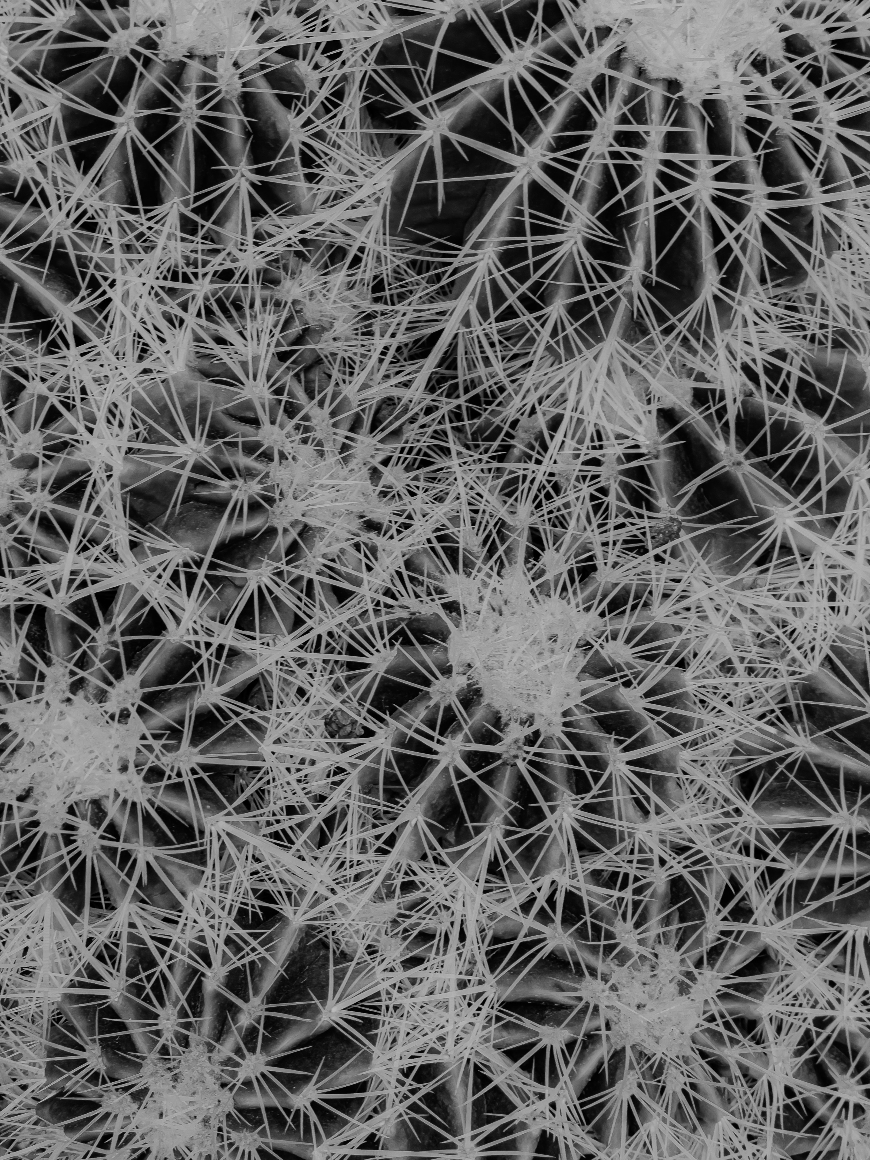 Entangled Spires: A Close-up of Cactus Stars