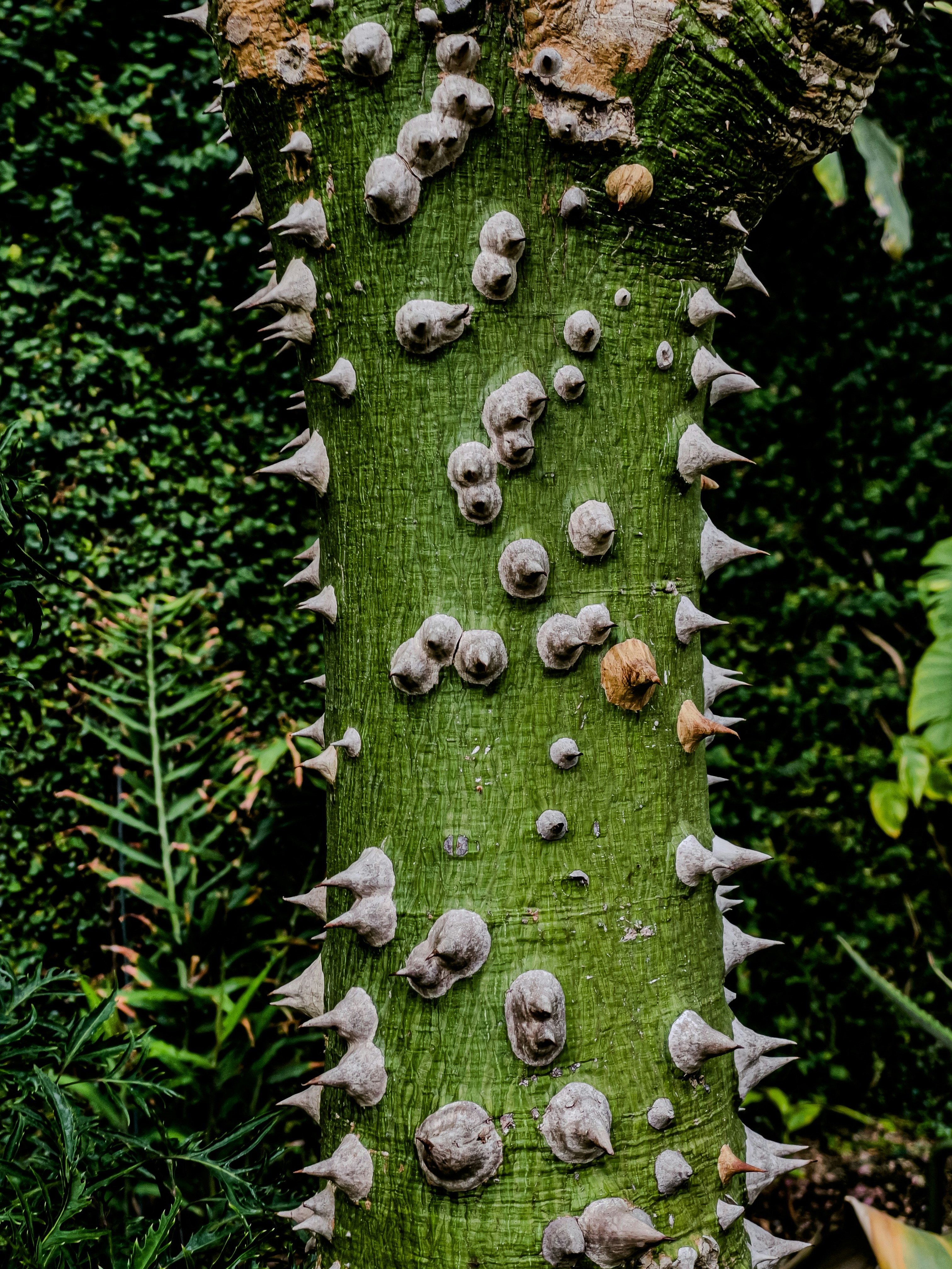 Spiky Green Trunk: A Close-Up of Knobbly Growths Against Foliage