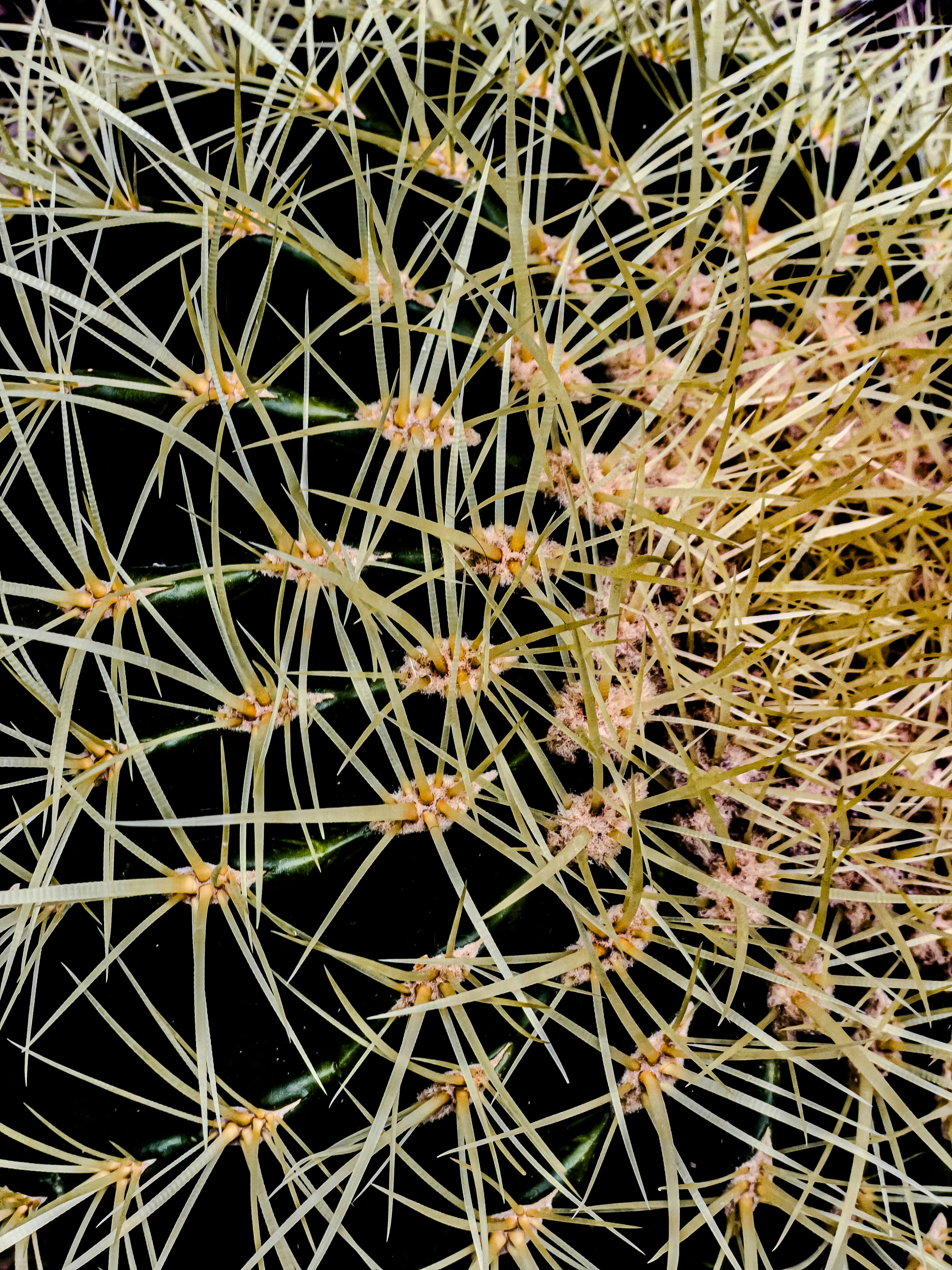 Web of spines: a close-up of a celestial cactus bloom scaffold
