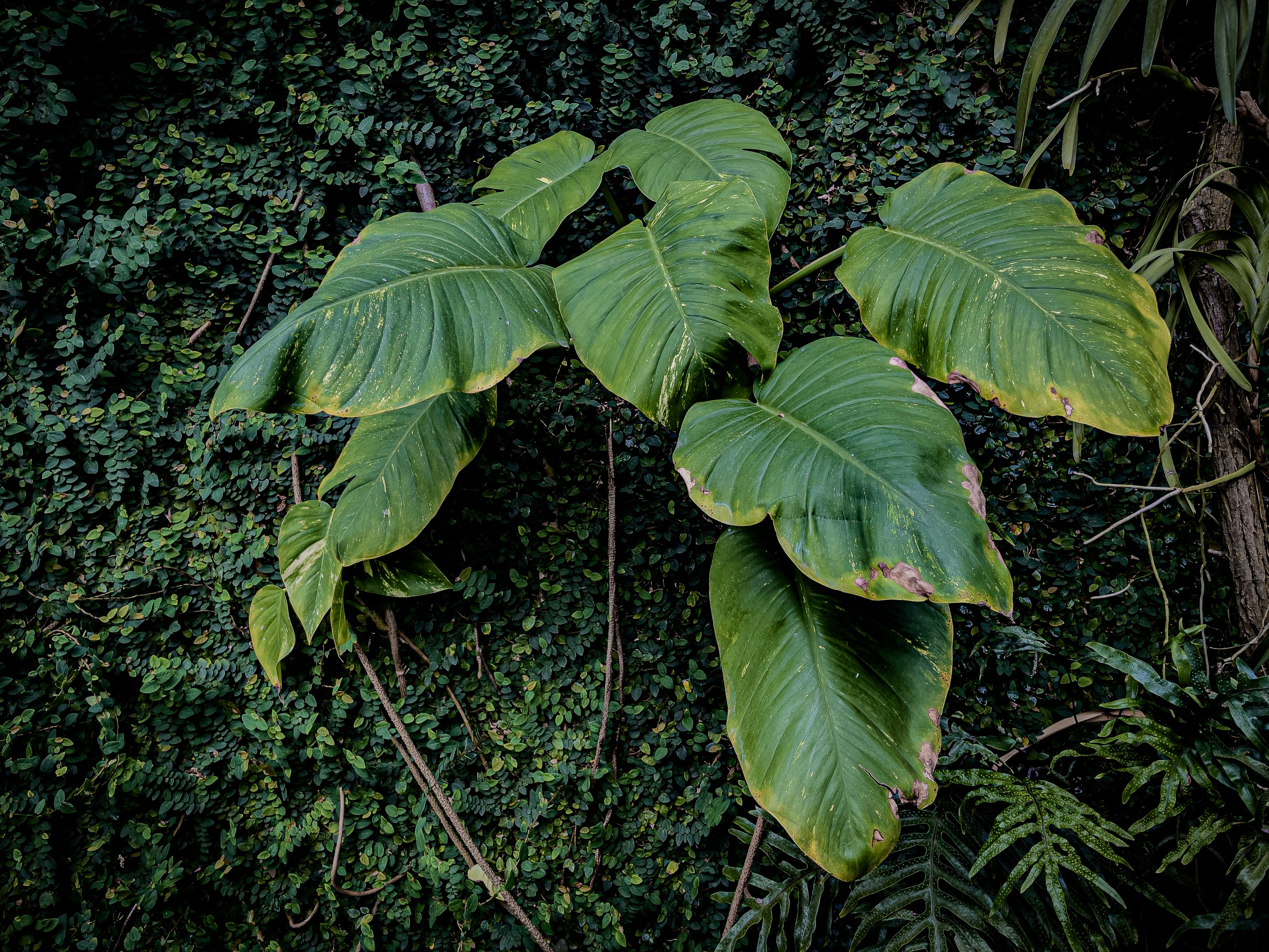 Tangled Green Garden: A Fanned Display of Large Leaves Clinging to a Vined Wall