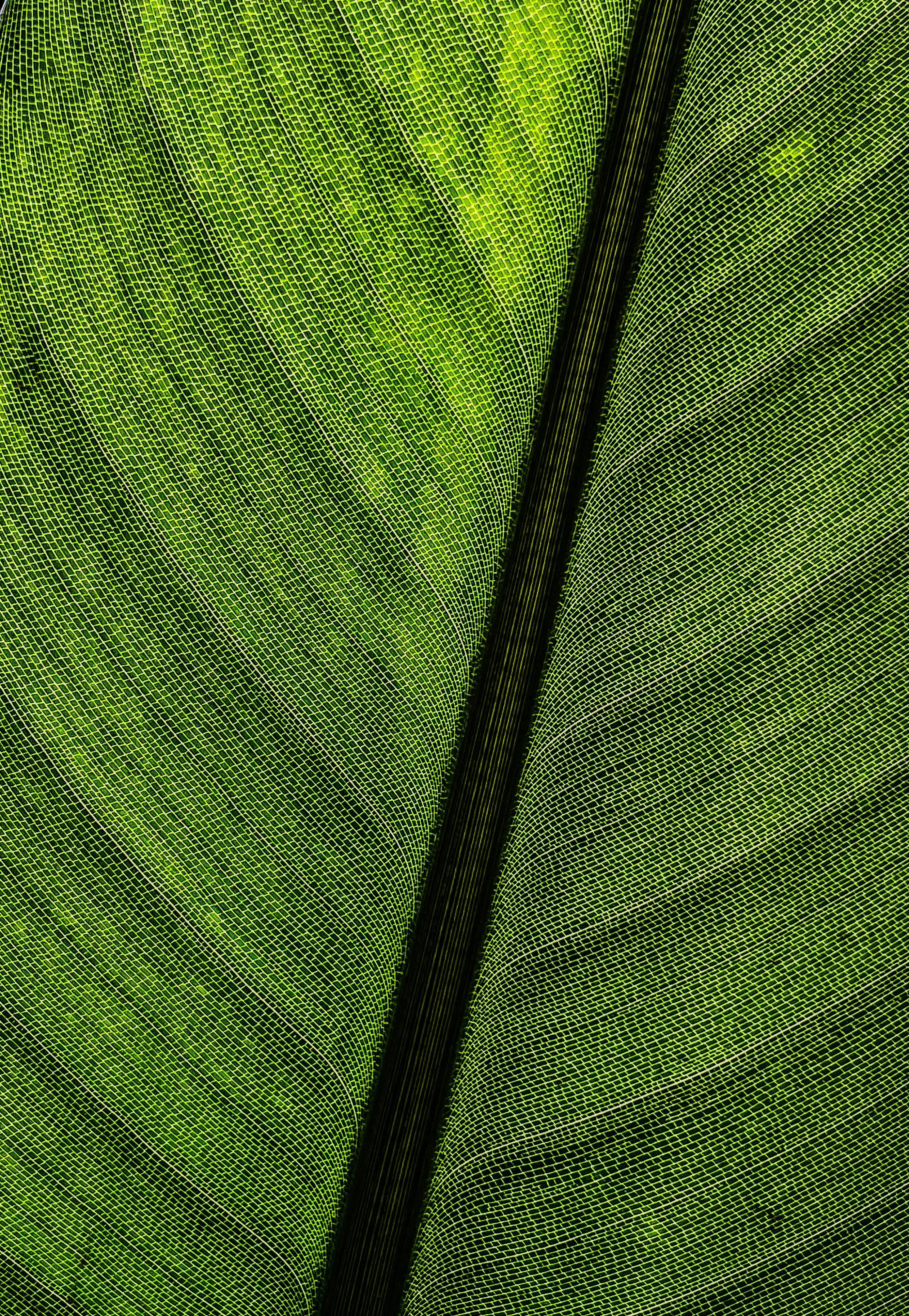 Veined Green: A Macro Study of Leaf Structure and Midrib