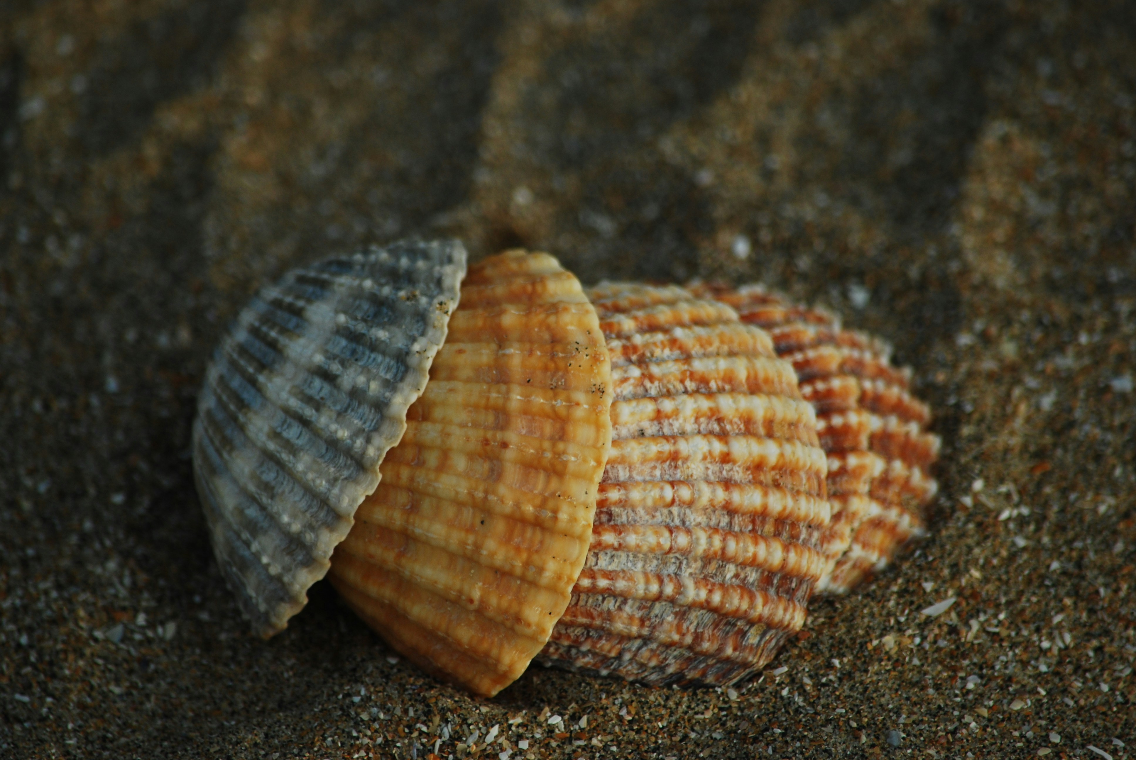Triad of Tidal Shells: A Quiet Moment on Grainy Sand
