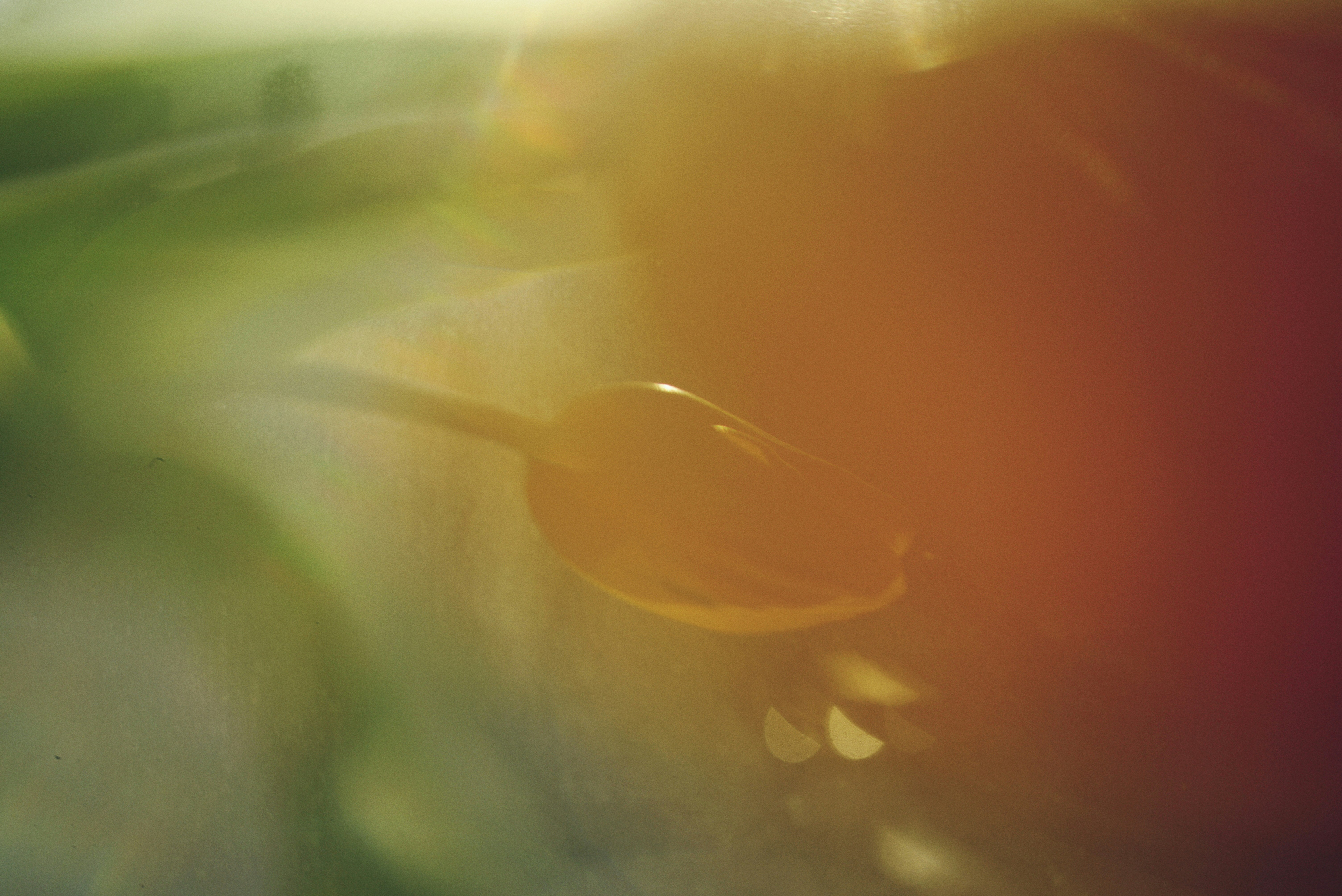 Soft Glimmer: A Dreamlike Petal Crossing a Fuzzed Frame