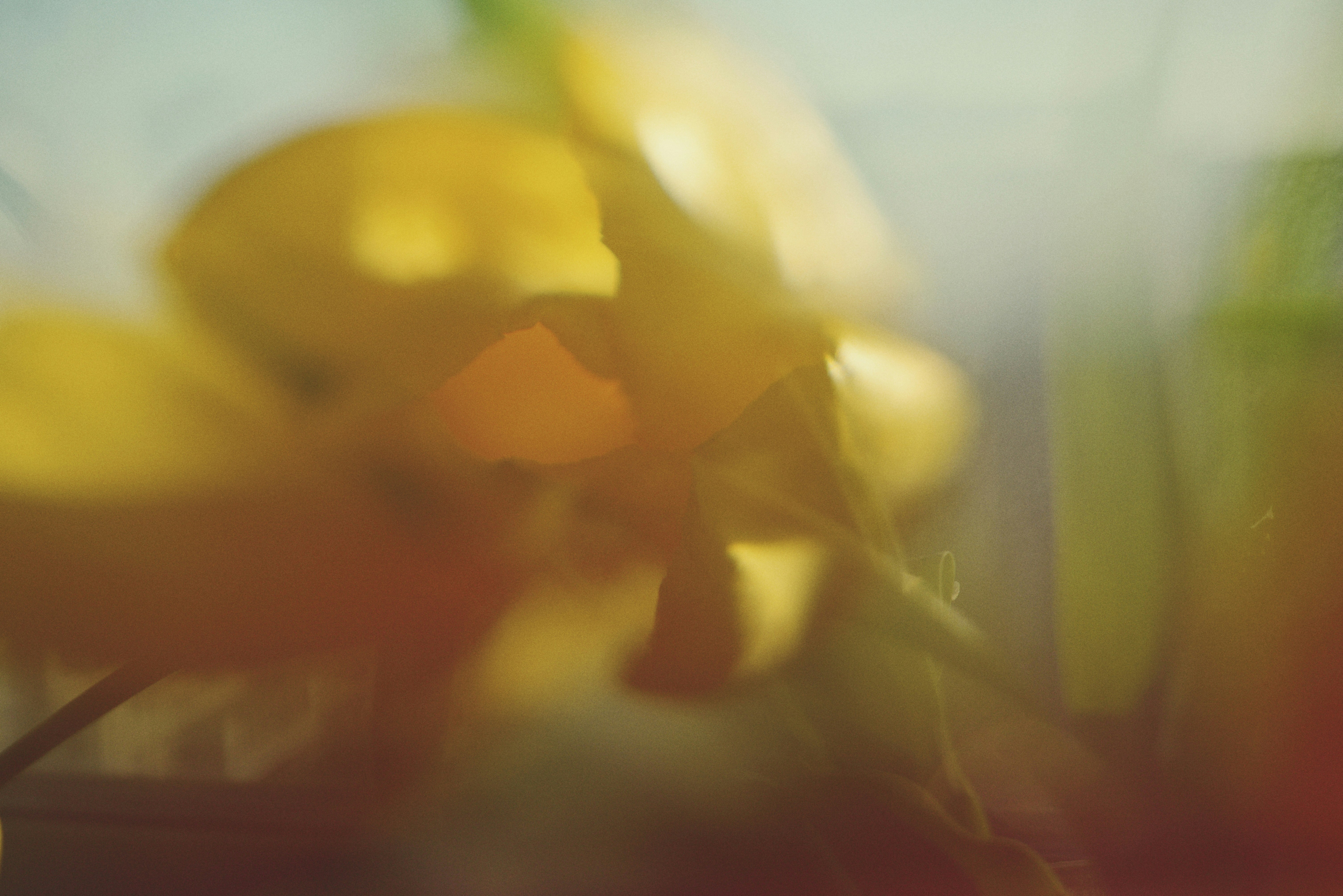Soft Citrus Blur: An Abstract Study of Light Through Chaos