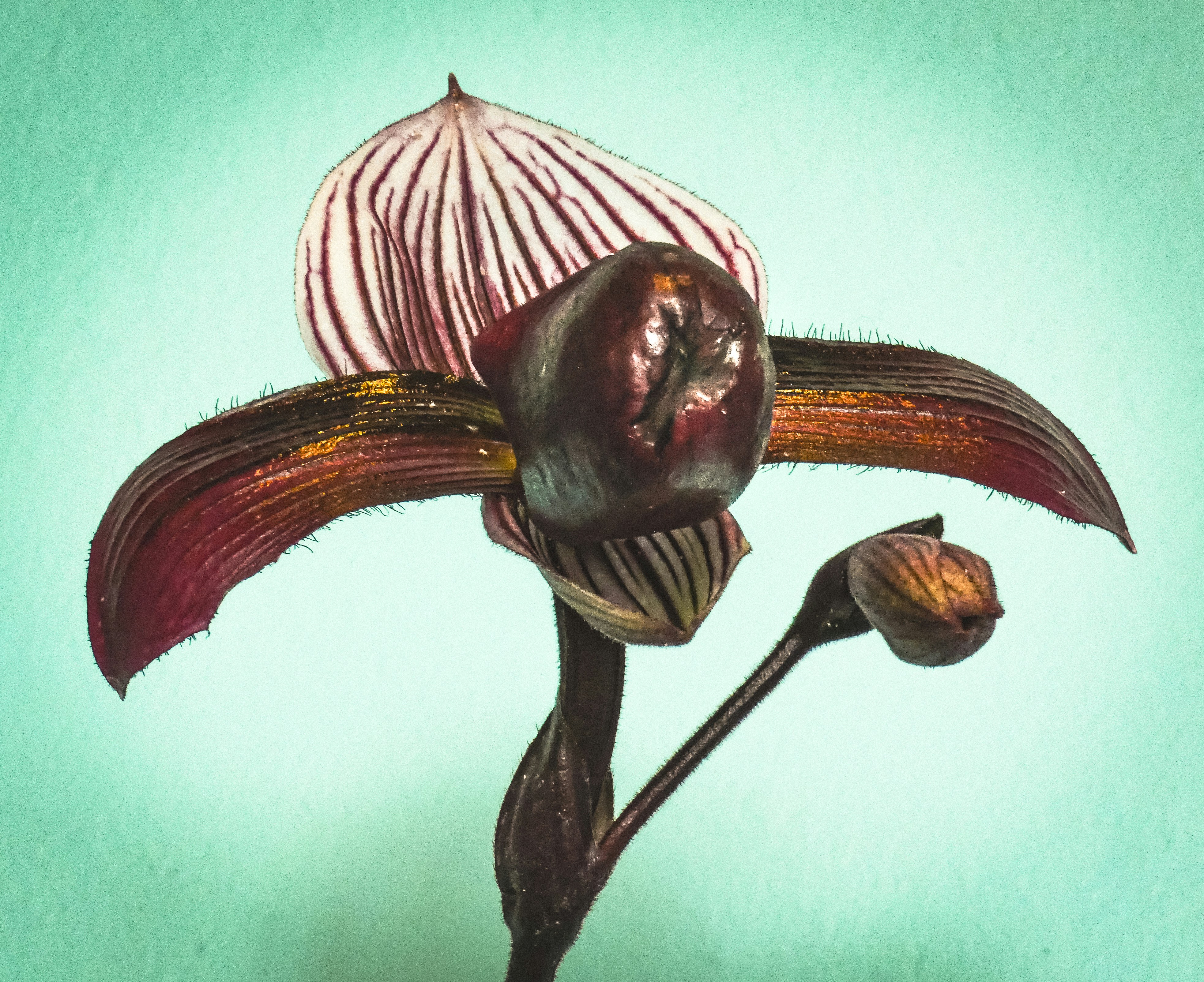 Turkish-tinted orchid bloom against a mint backdrop