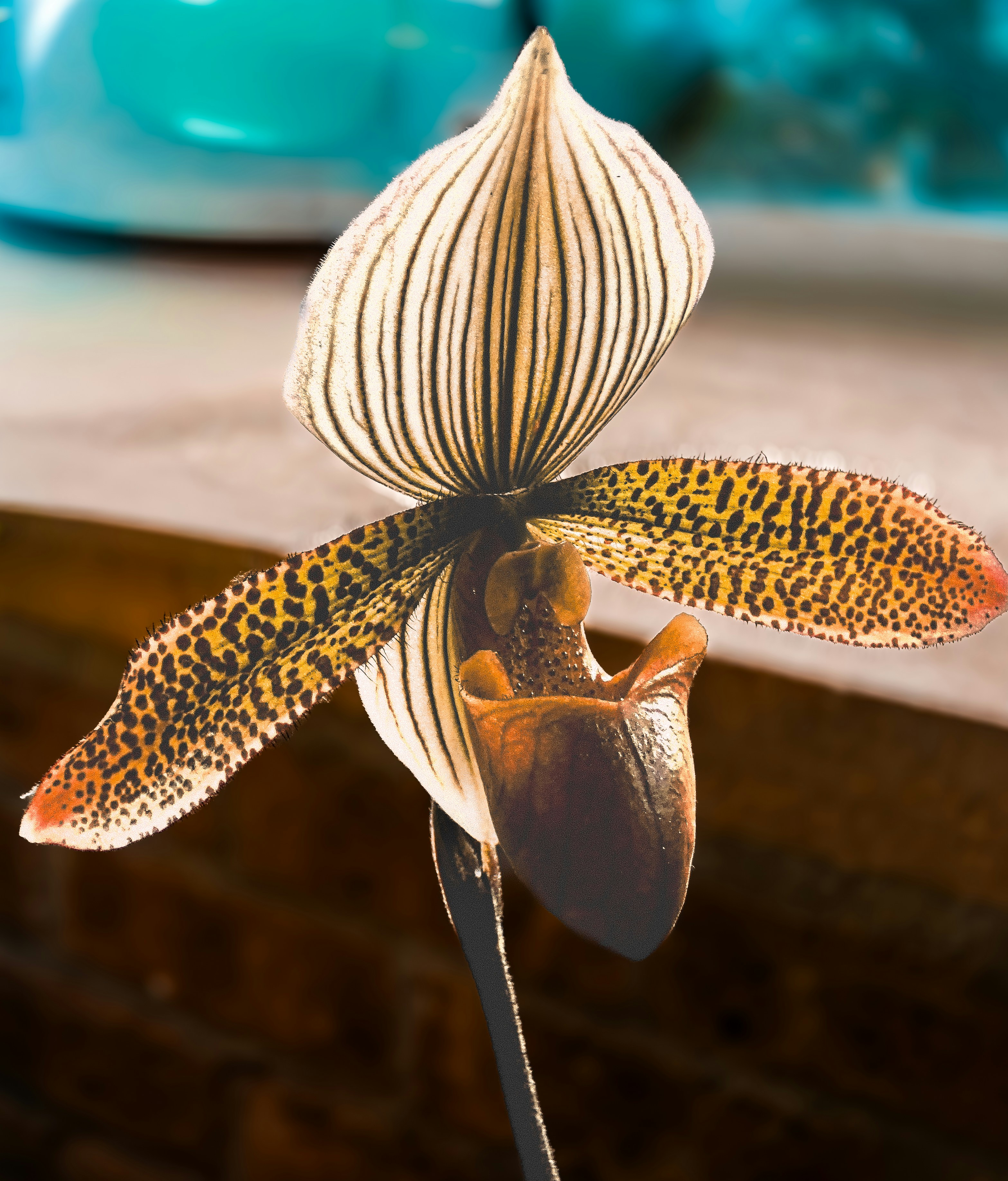 Orchid Armor: Stripes and Dots in Bloom