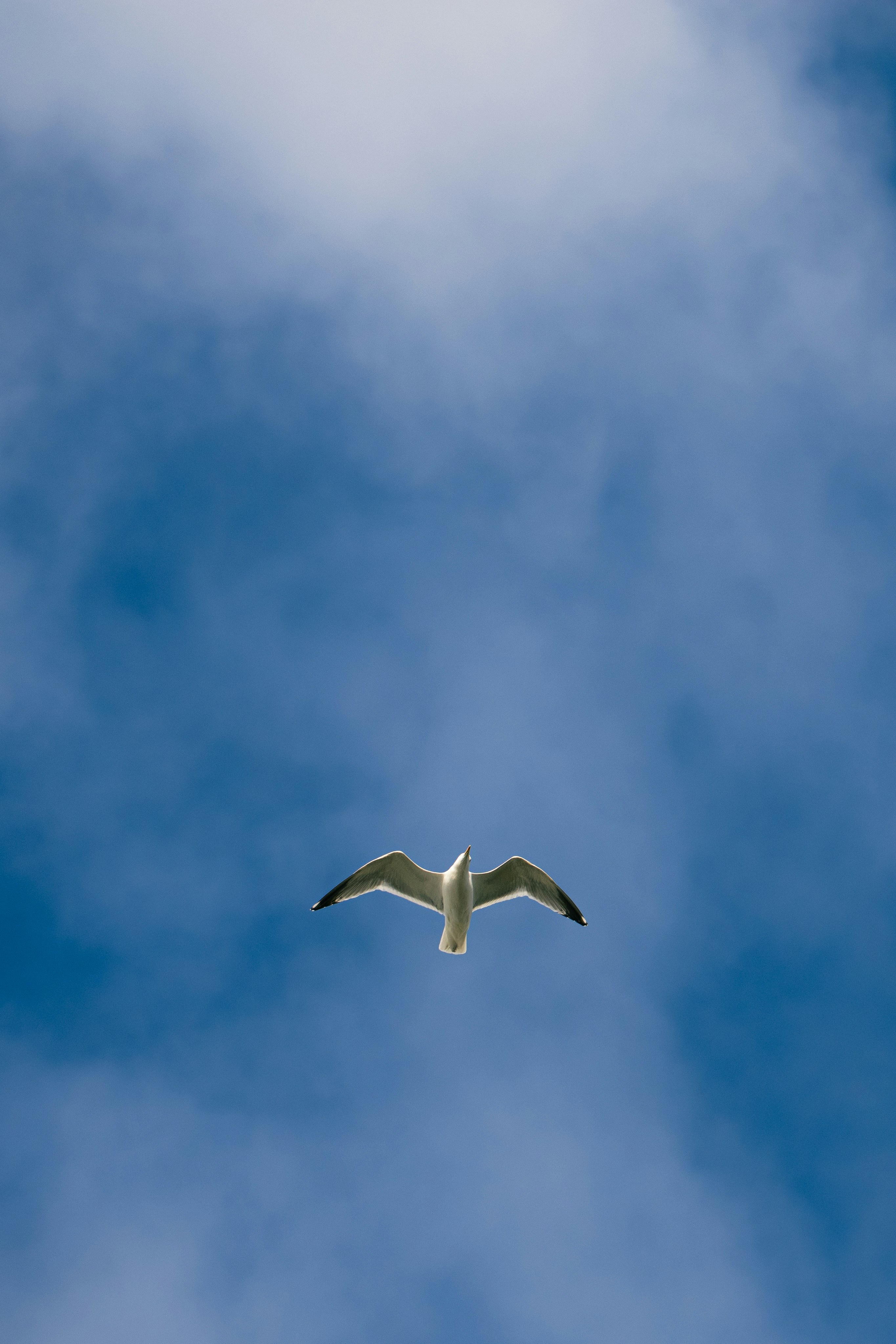 Soaring Solo: A Seagull Traces a Quiet Path Across Sky