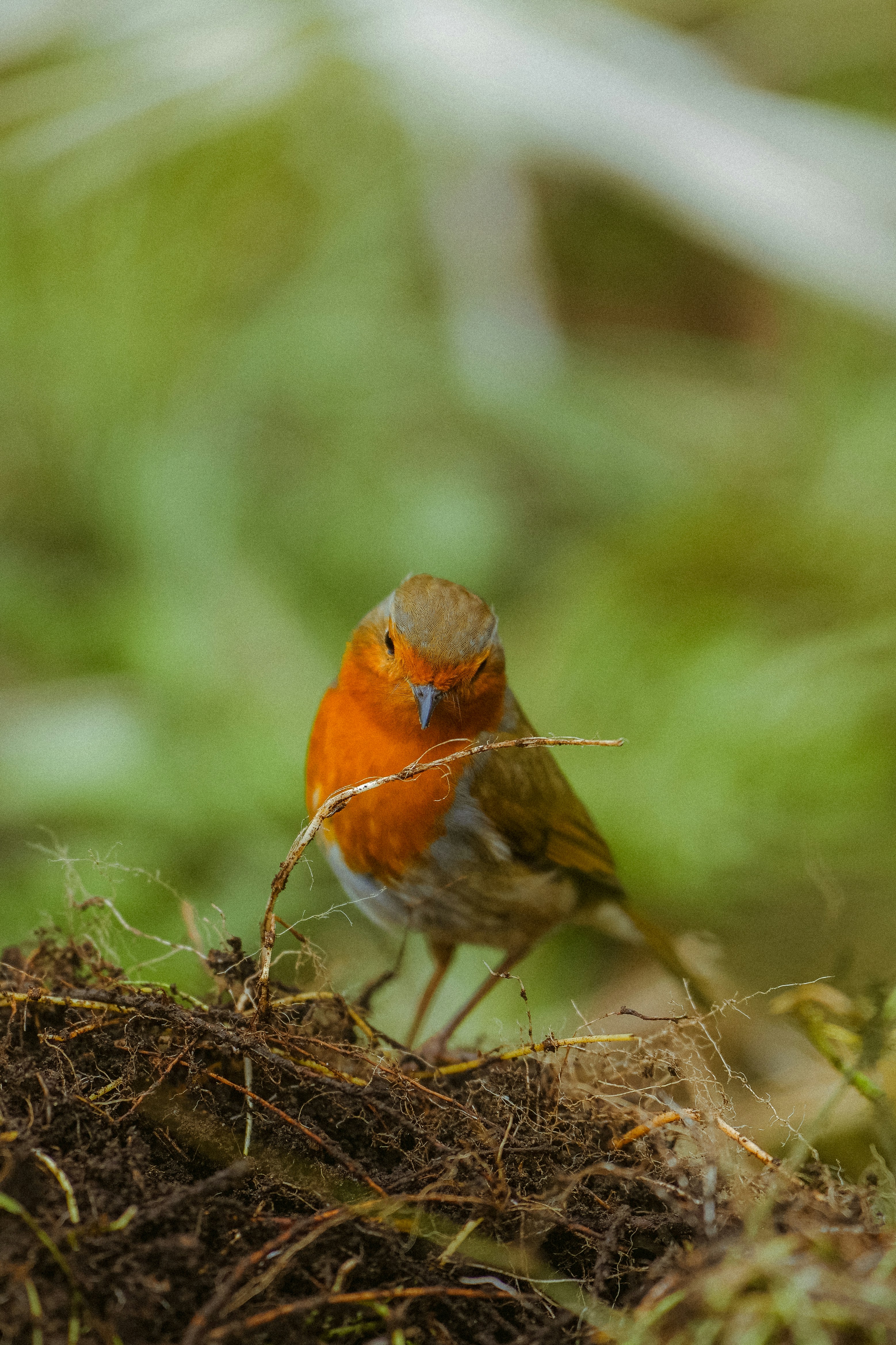 Red-breasted Robin surveying its earthy nest in soft-focus greens