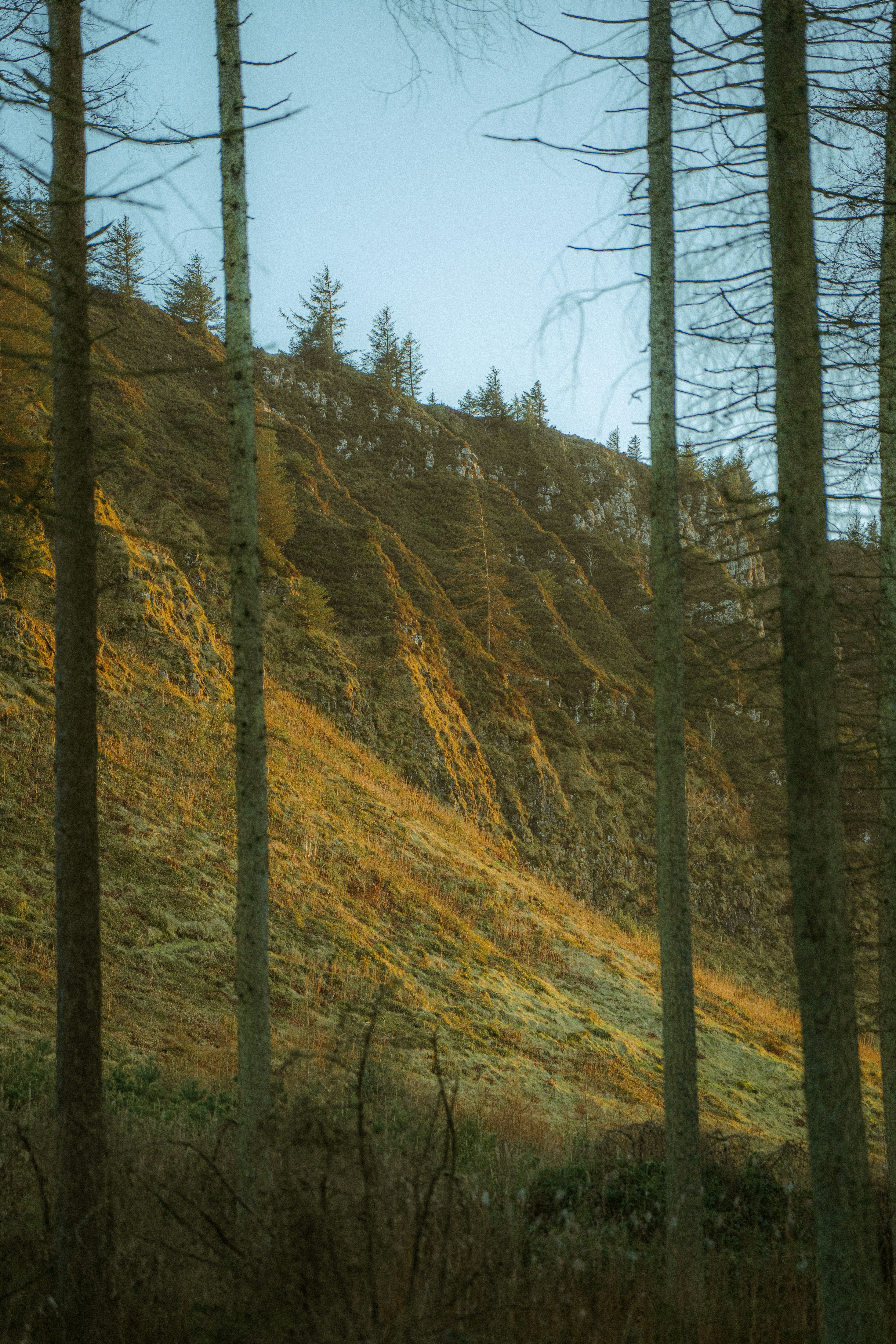 Sunlit Ridge through Slender Pines