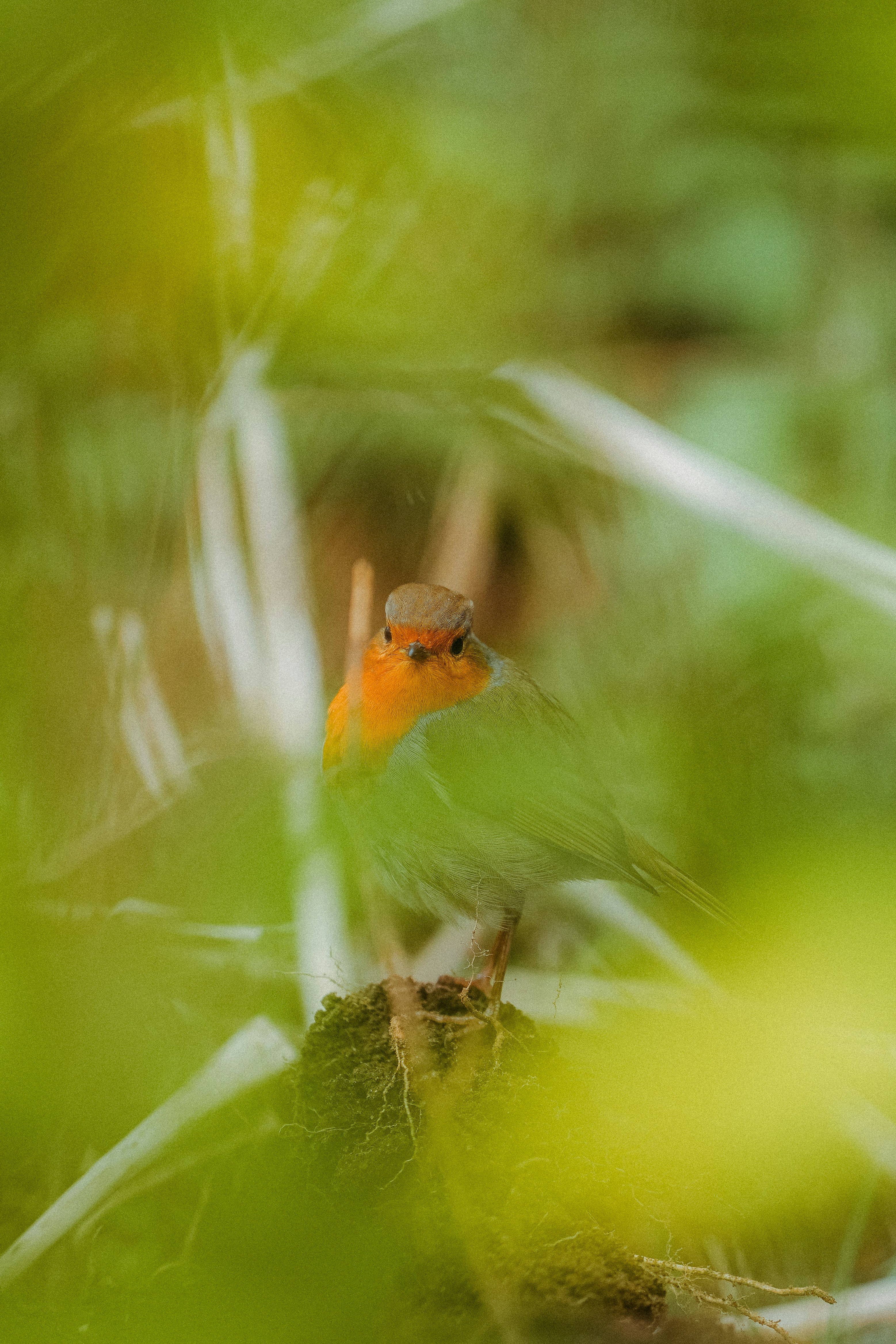 Hidden Kingfisher: Bright Head Amid Verdant Blur