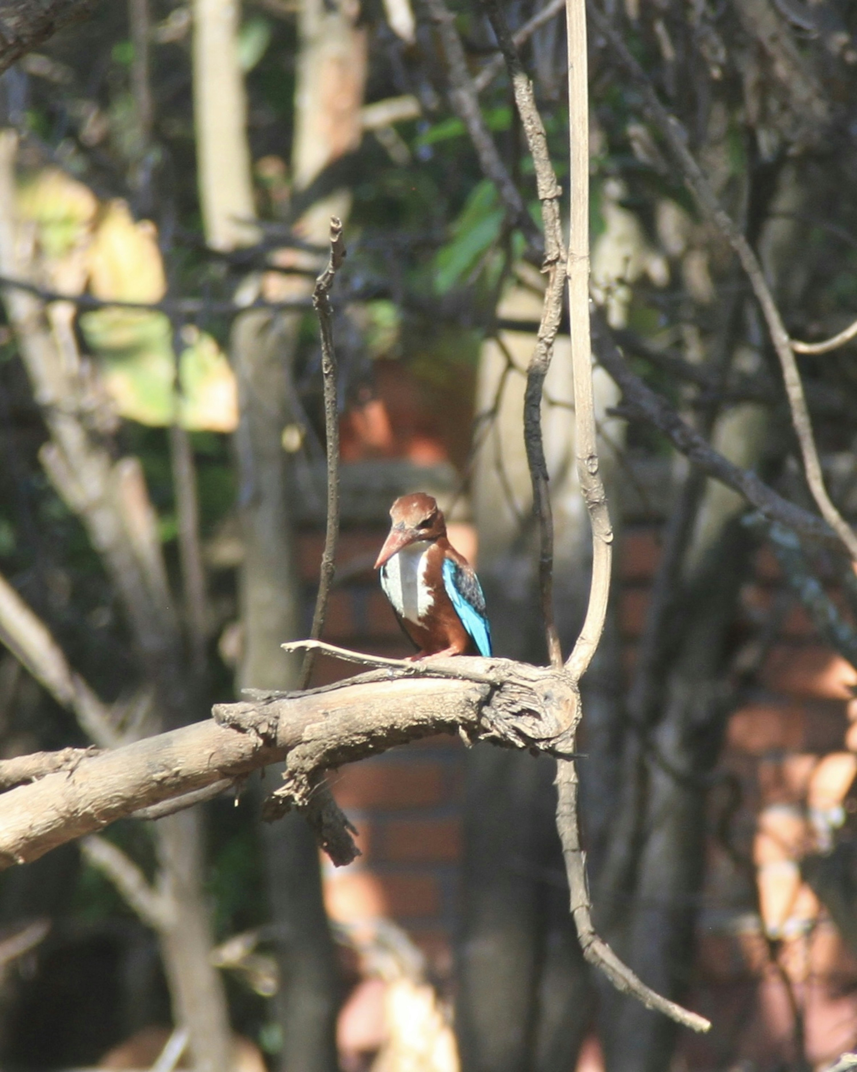 Kingfisher on a sunlit branch amid tangled twigs