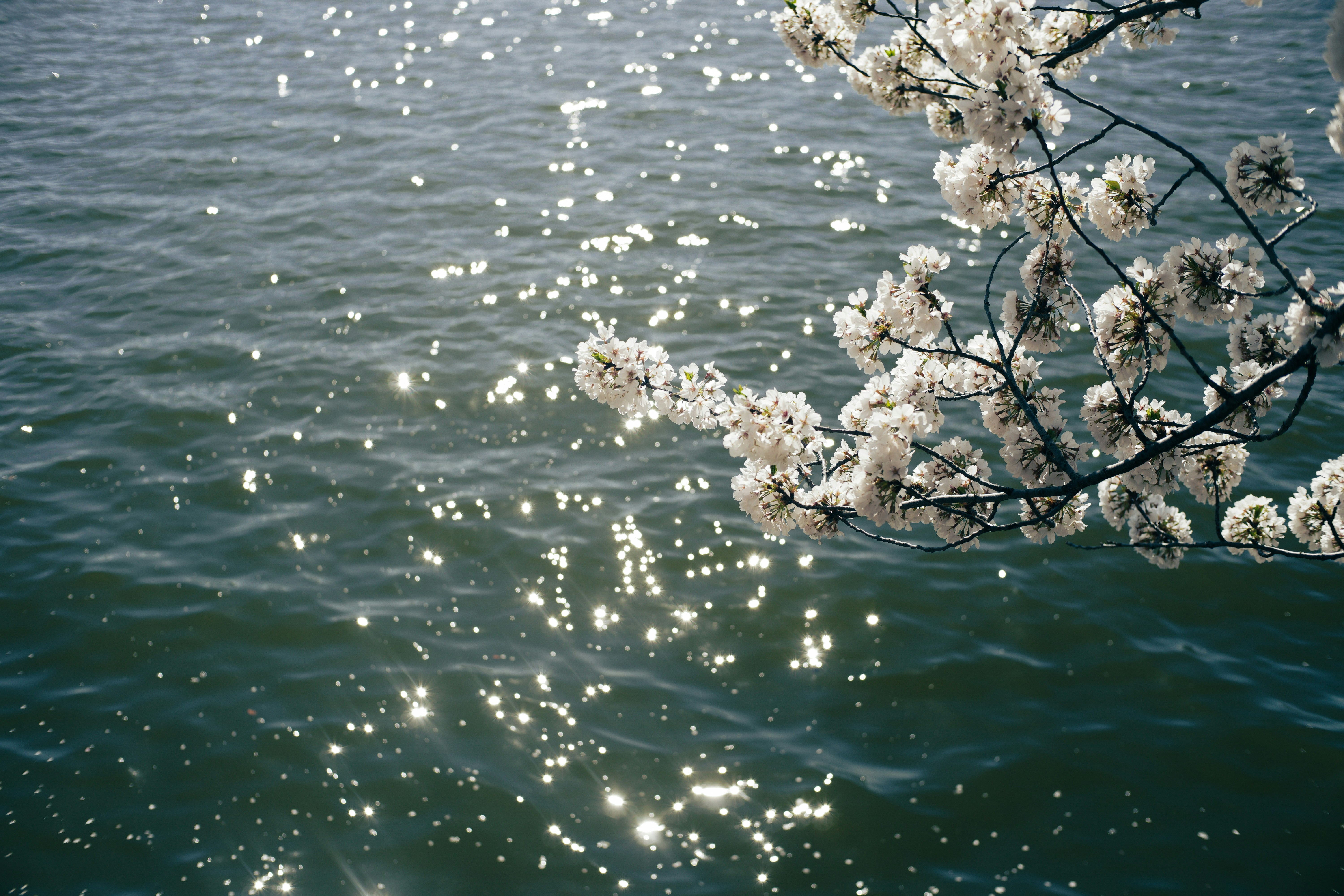 Cherry Blossom Bough Over Sunlit Lake