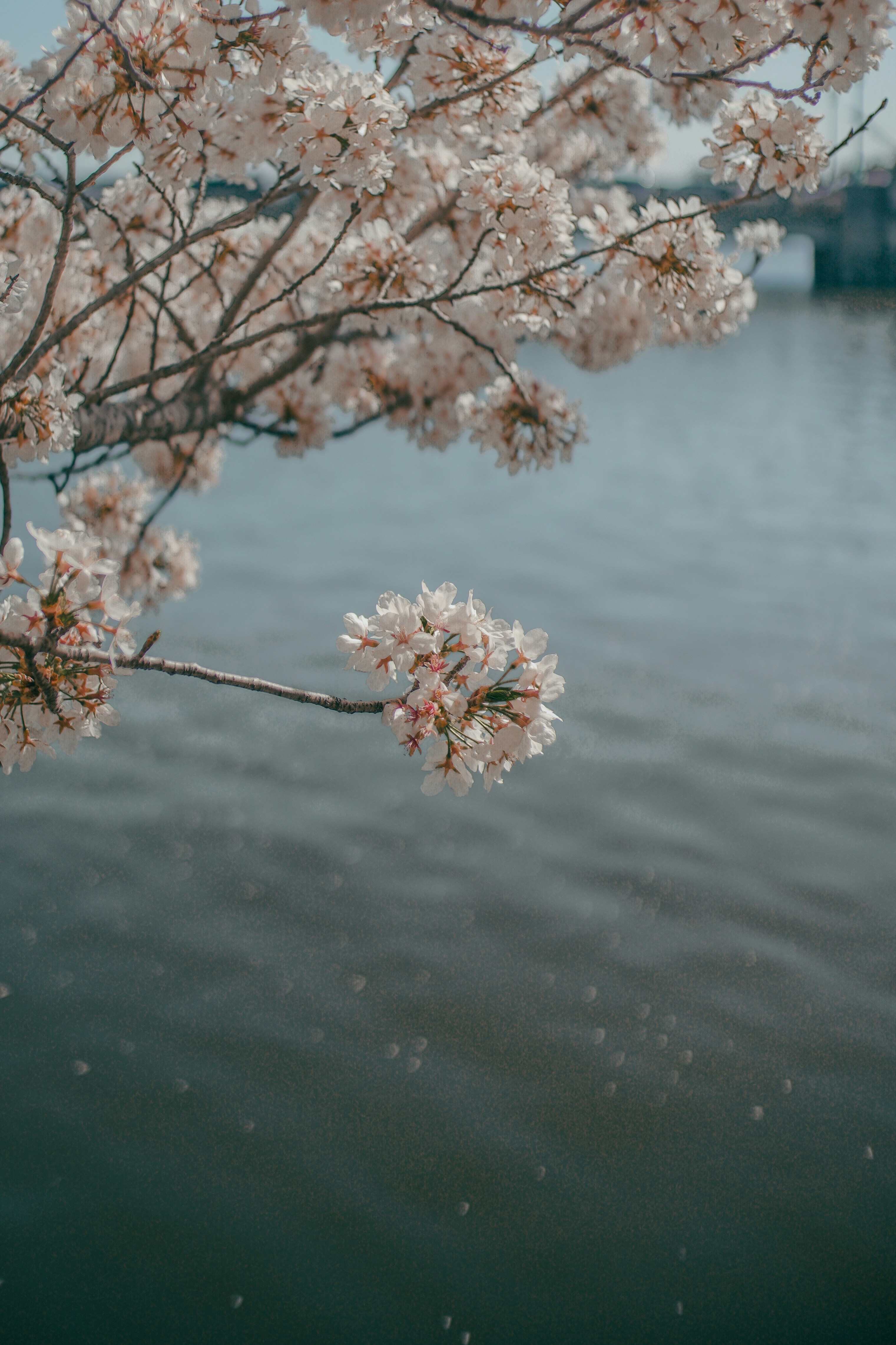 Blossoms Over the Water: A Quiet Spring Moment