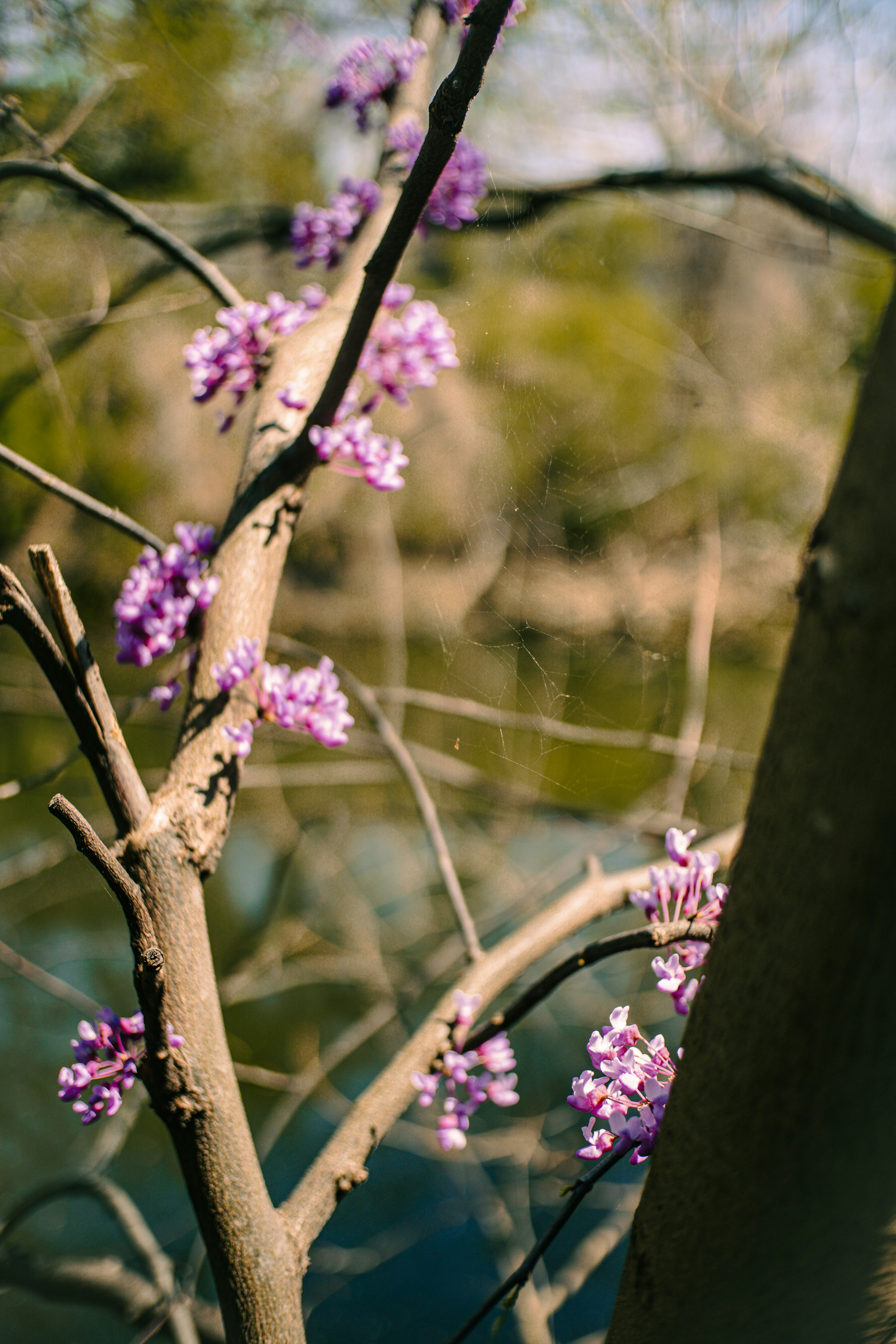 Purple blossoms weave through sunlit branches in a quiet spring garden