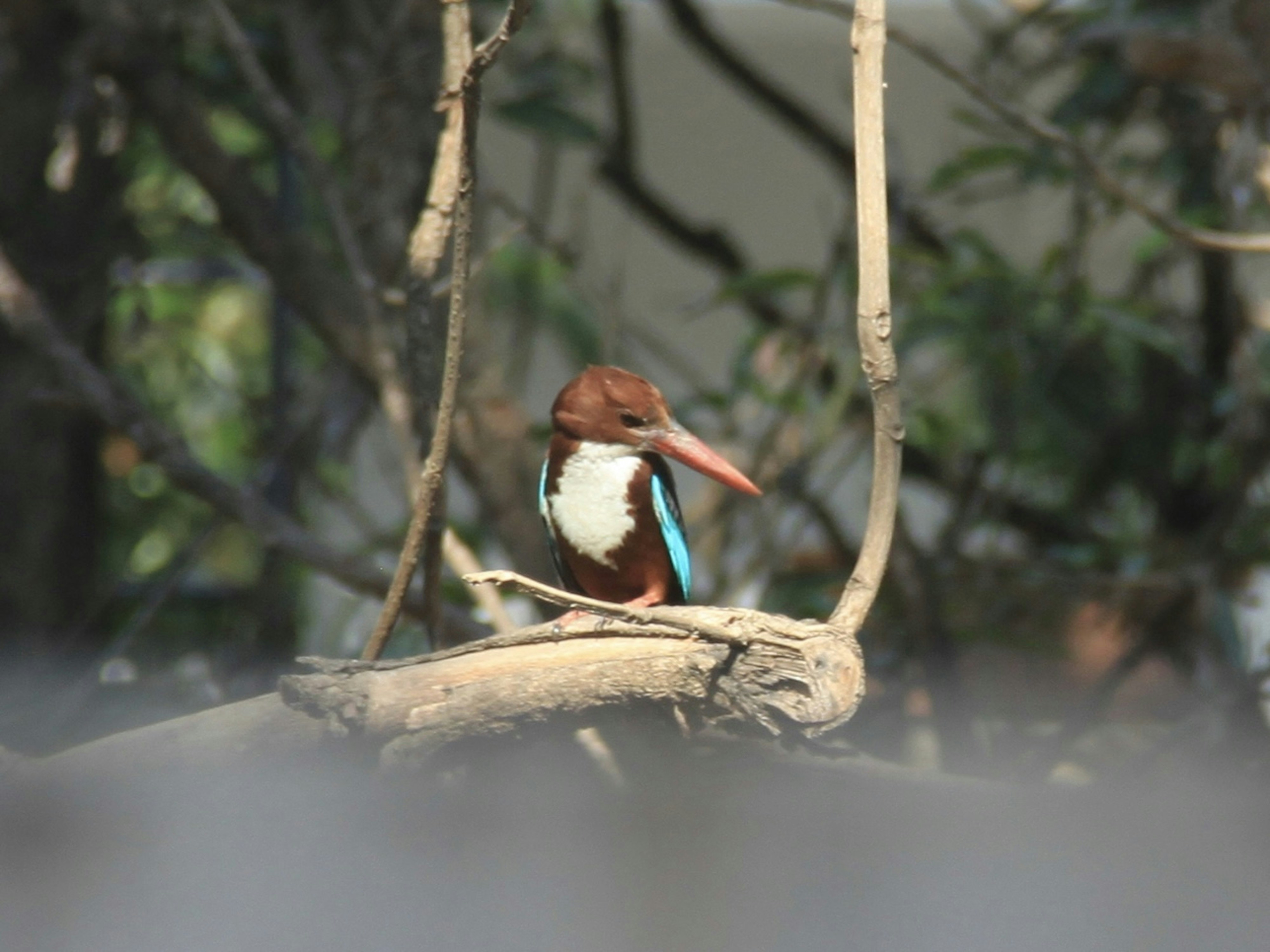 Azure-crest Kingfisher Perched Amid Twisted Branches