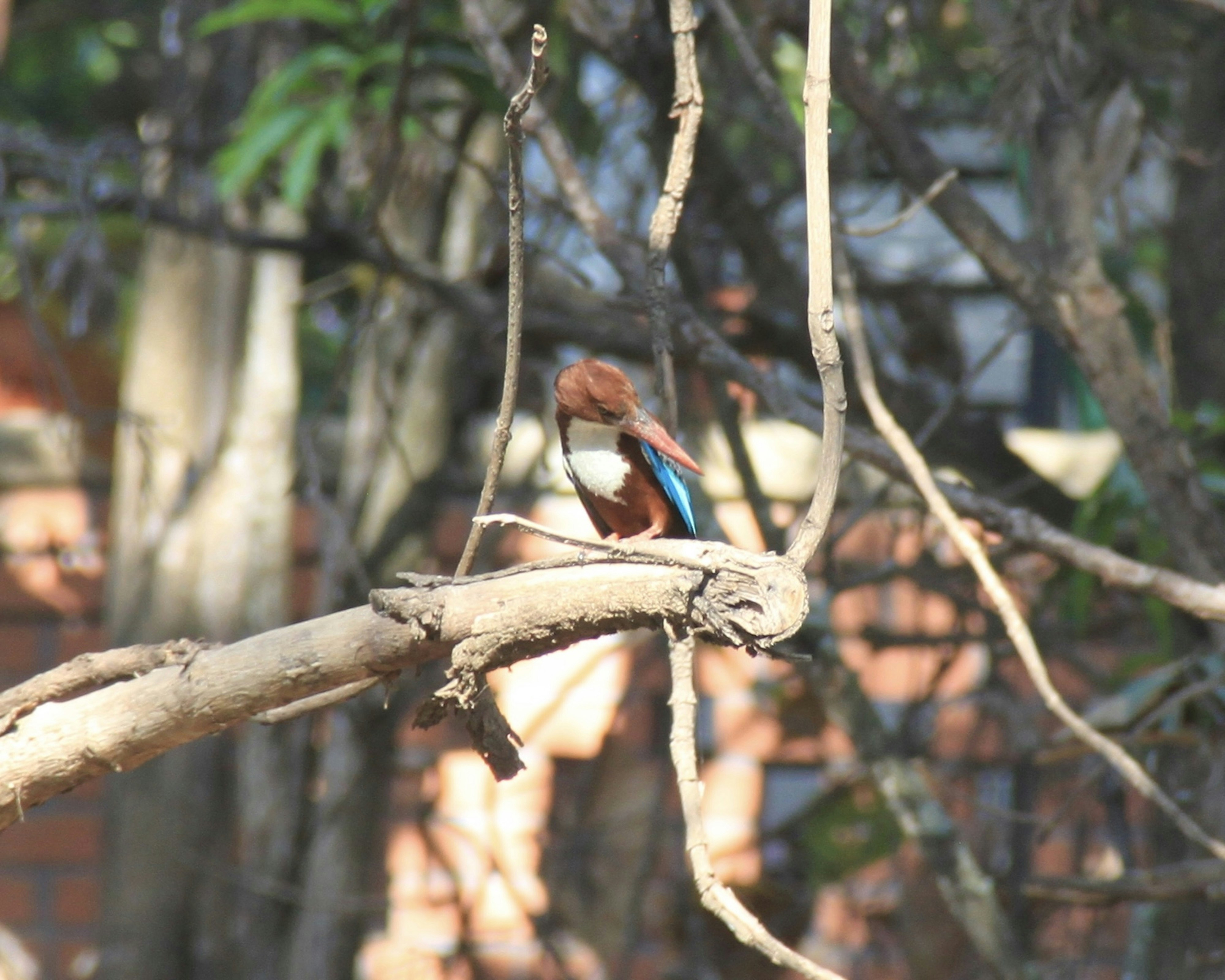 Blue-tailed Kingfisher Perched on a Bleached Branch