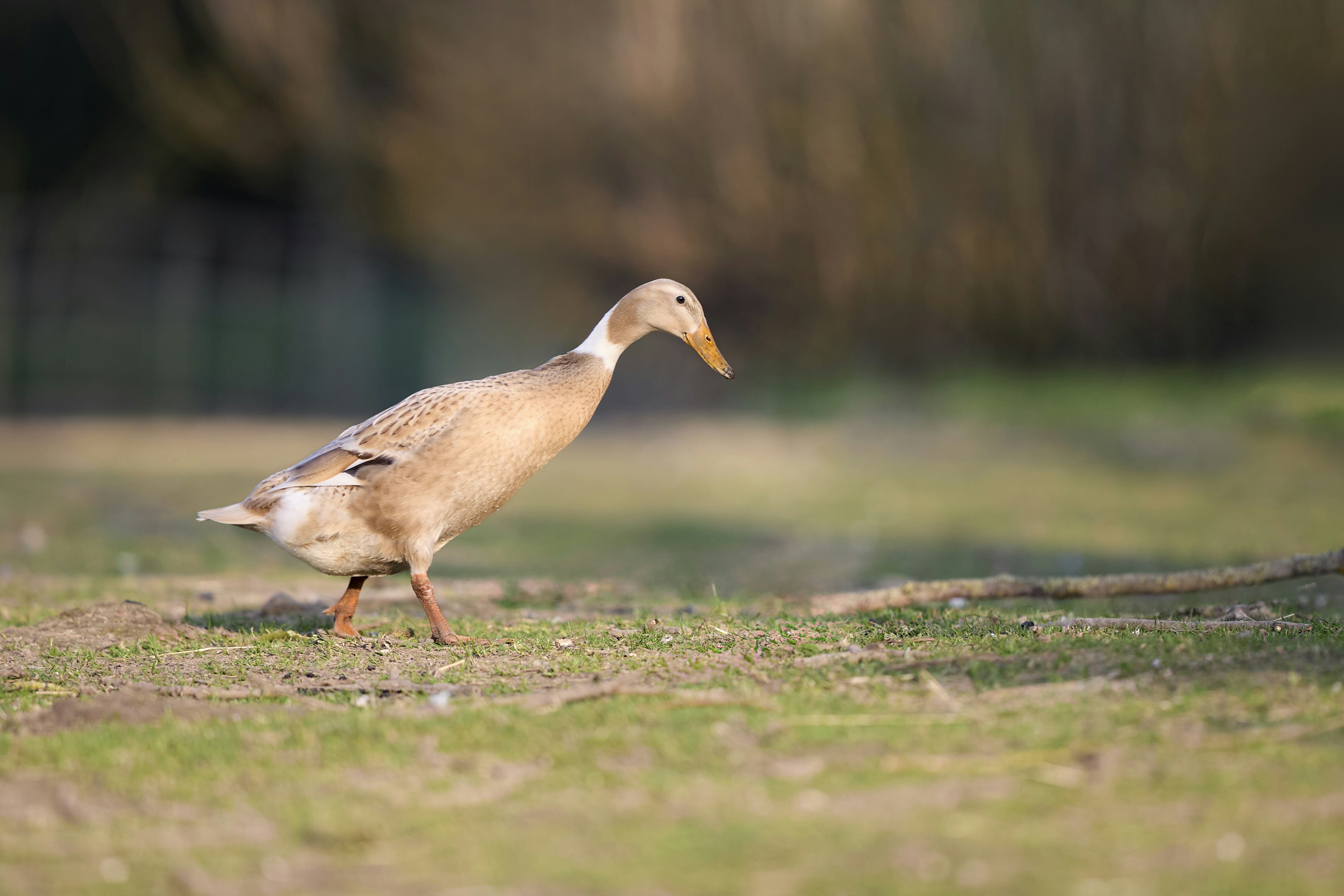 Dusty-tailed Wanderer: A solitary duck traverses sunlit ground