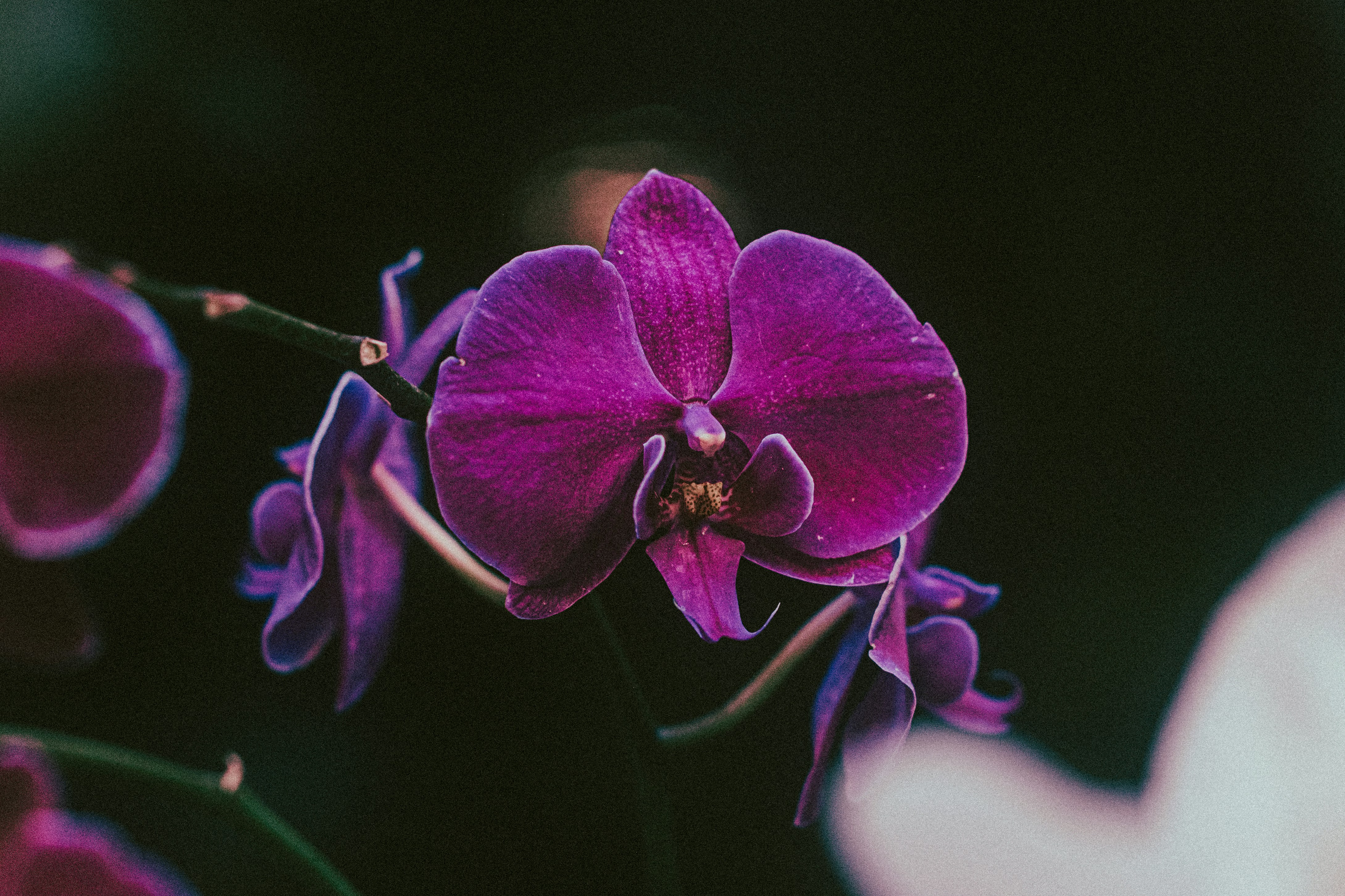 Purple Orchid in Focus: A Crisp Portrait of Bloom Against Velvet Dark