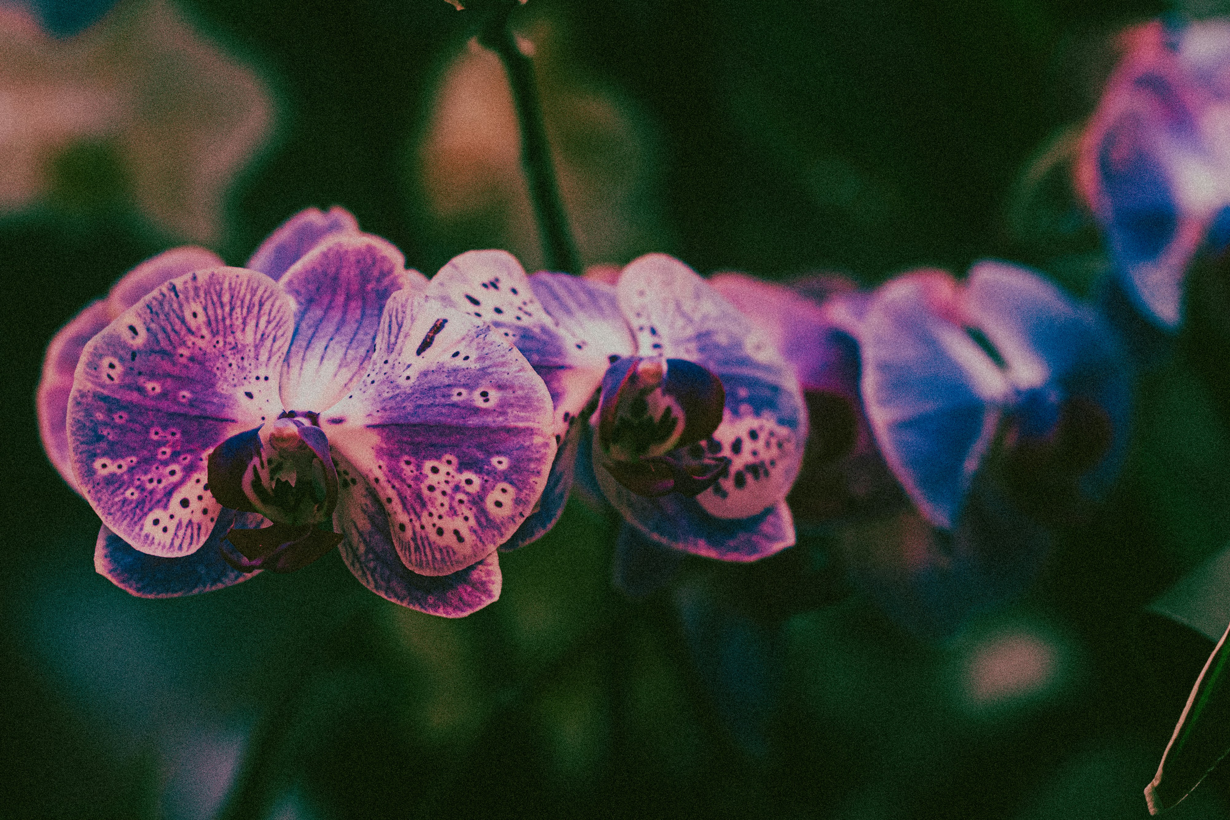 Purple Orchid Cascade: Dew-Kissed Petals in Shadowed Light