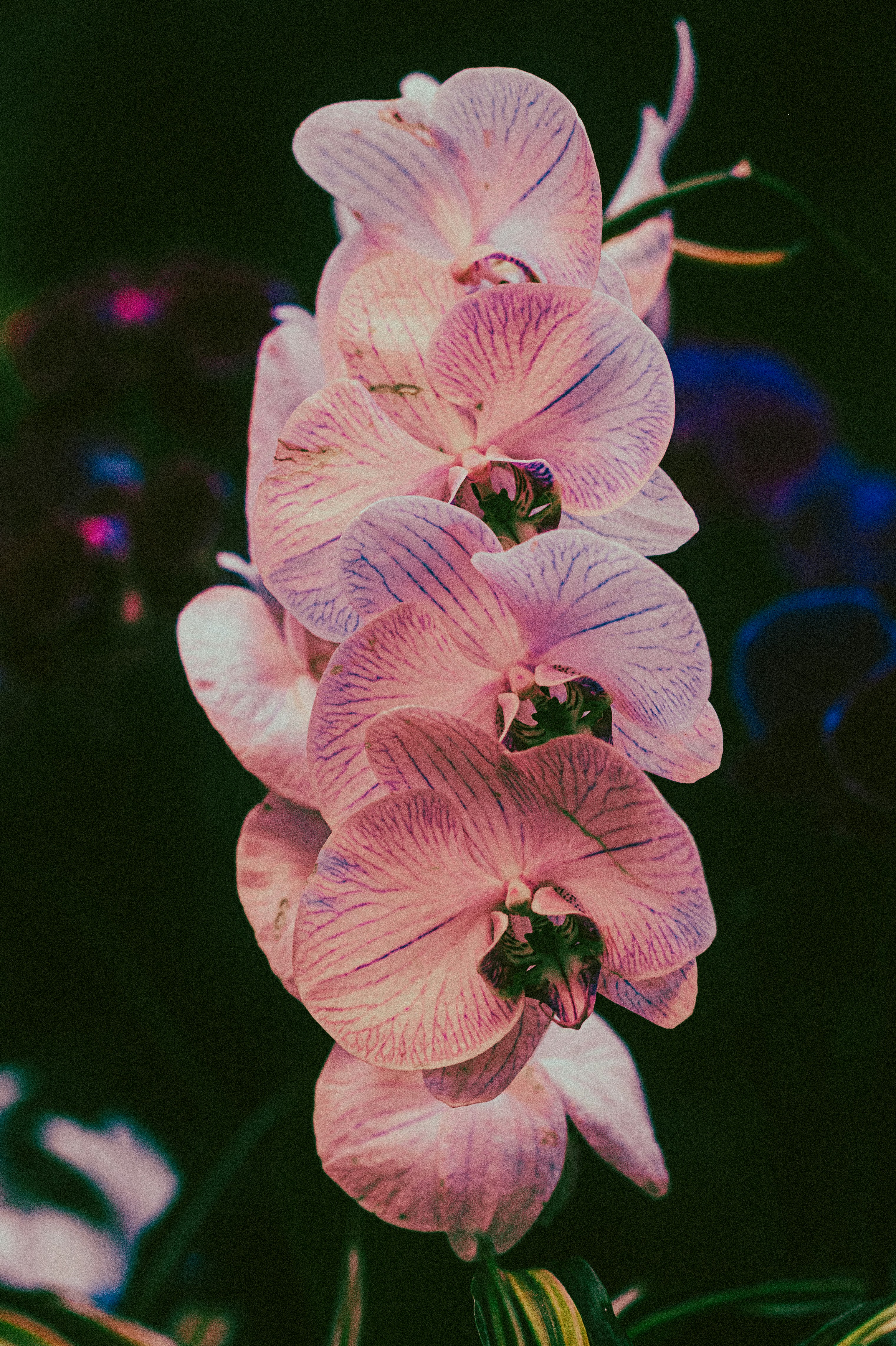 Pastel Phalanx: A Tall Cascade of Orchid Blooms