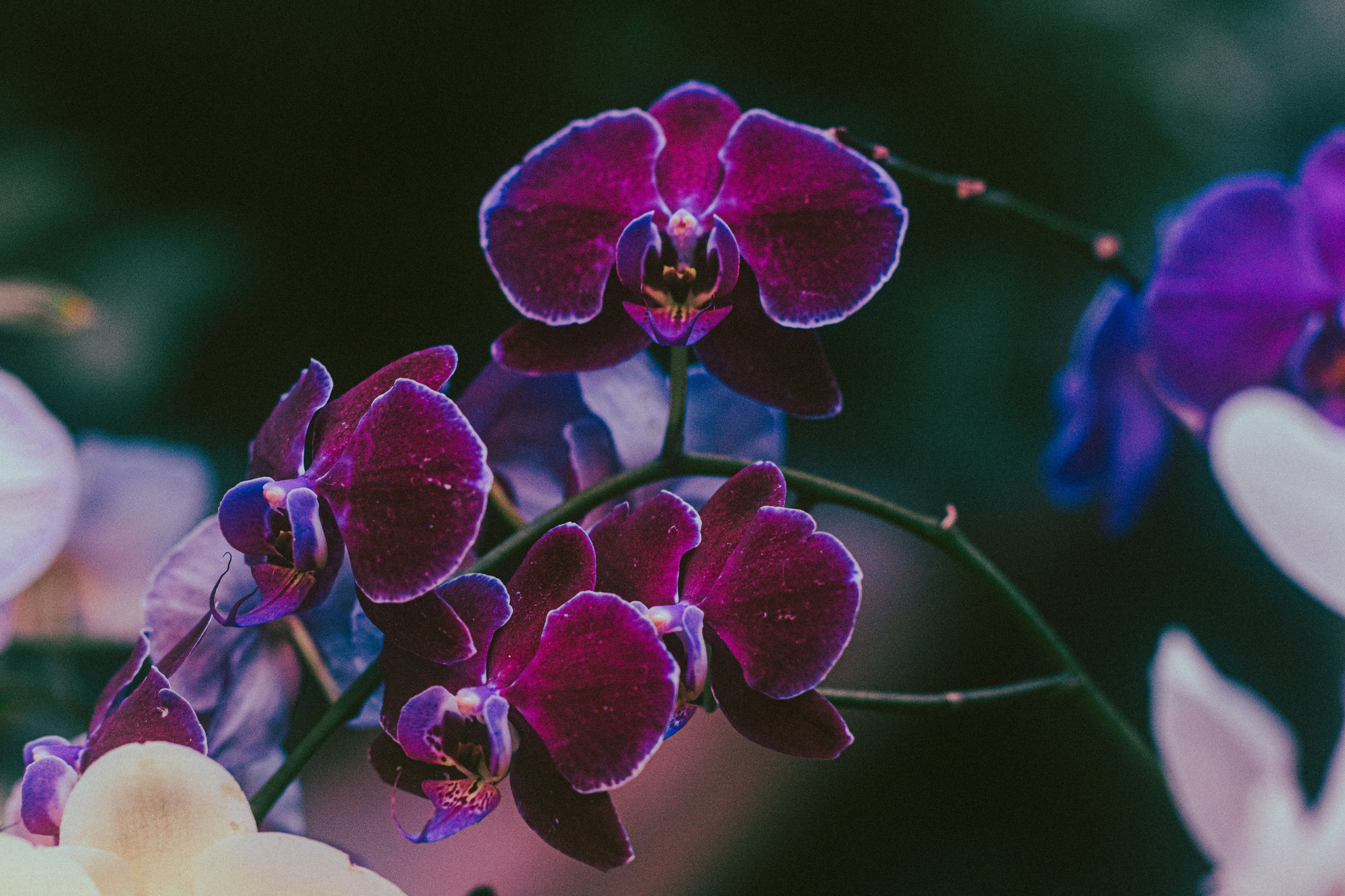 Crimson Orchids: A Cascade of Velvet Petals