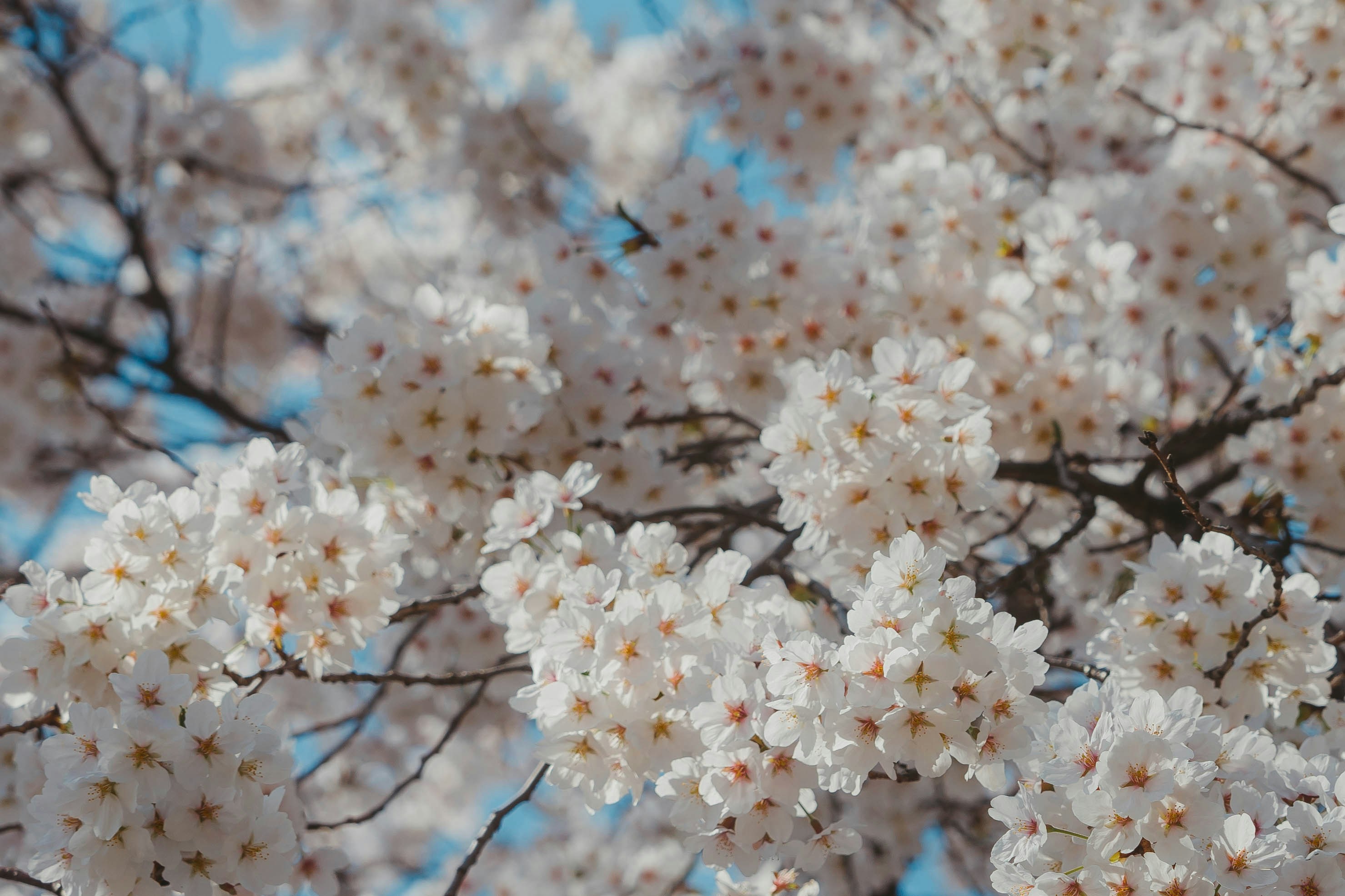 Blossoms in Focus: A Sky-Blue Burst Among White Petals