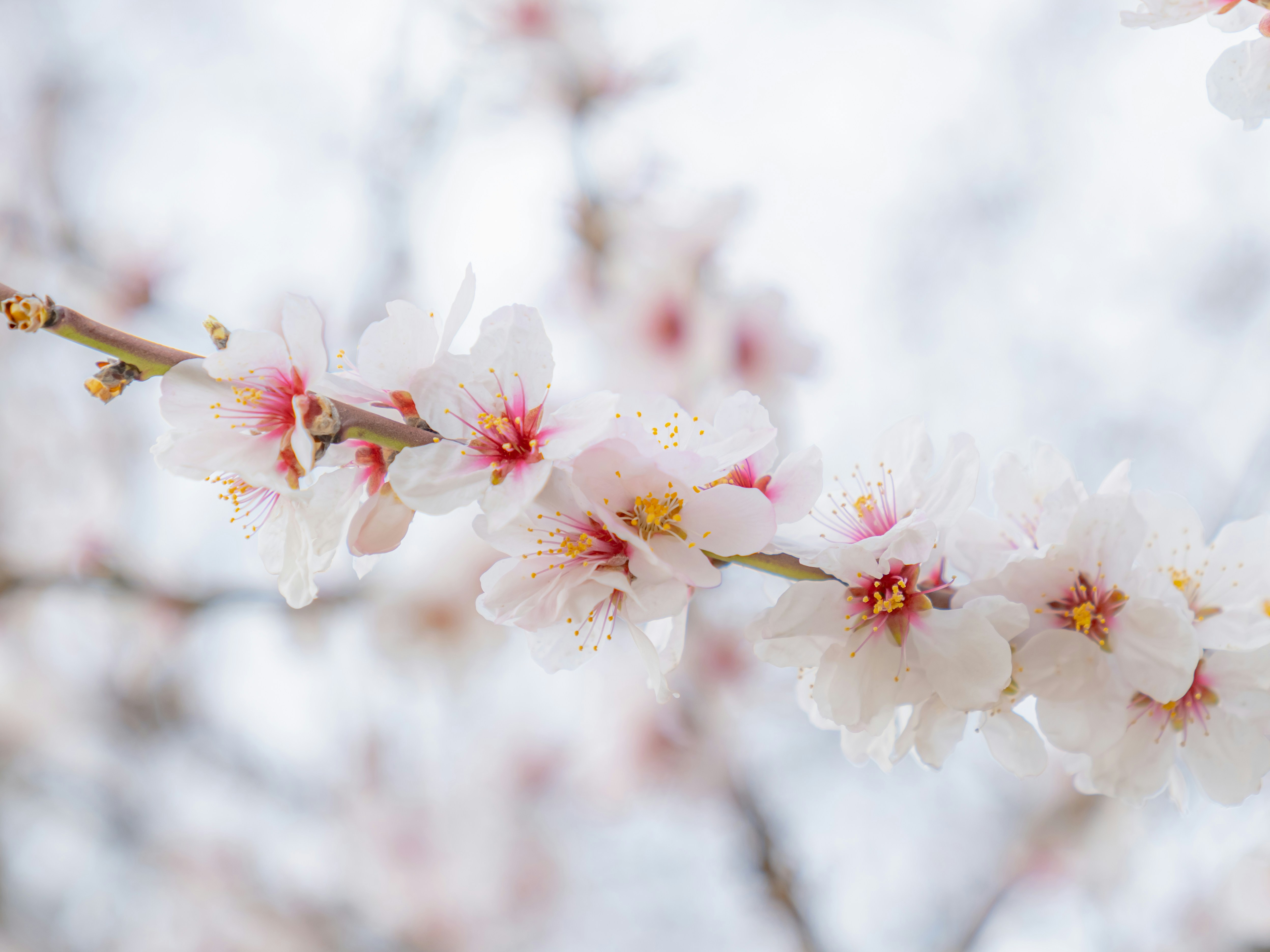 Soft Blossom Line: A close dance of sakura along a sunlit twig