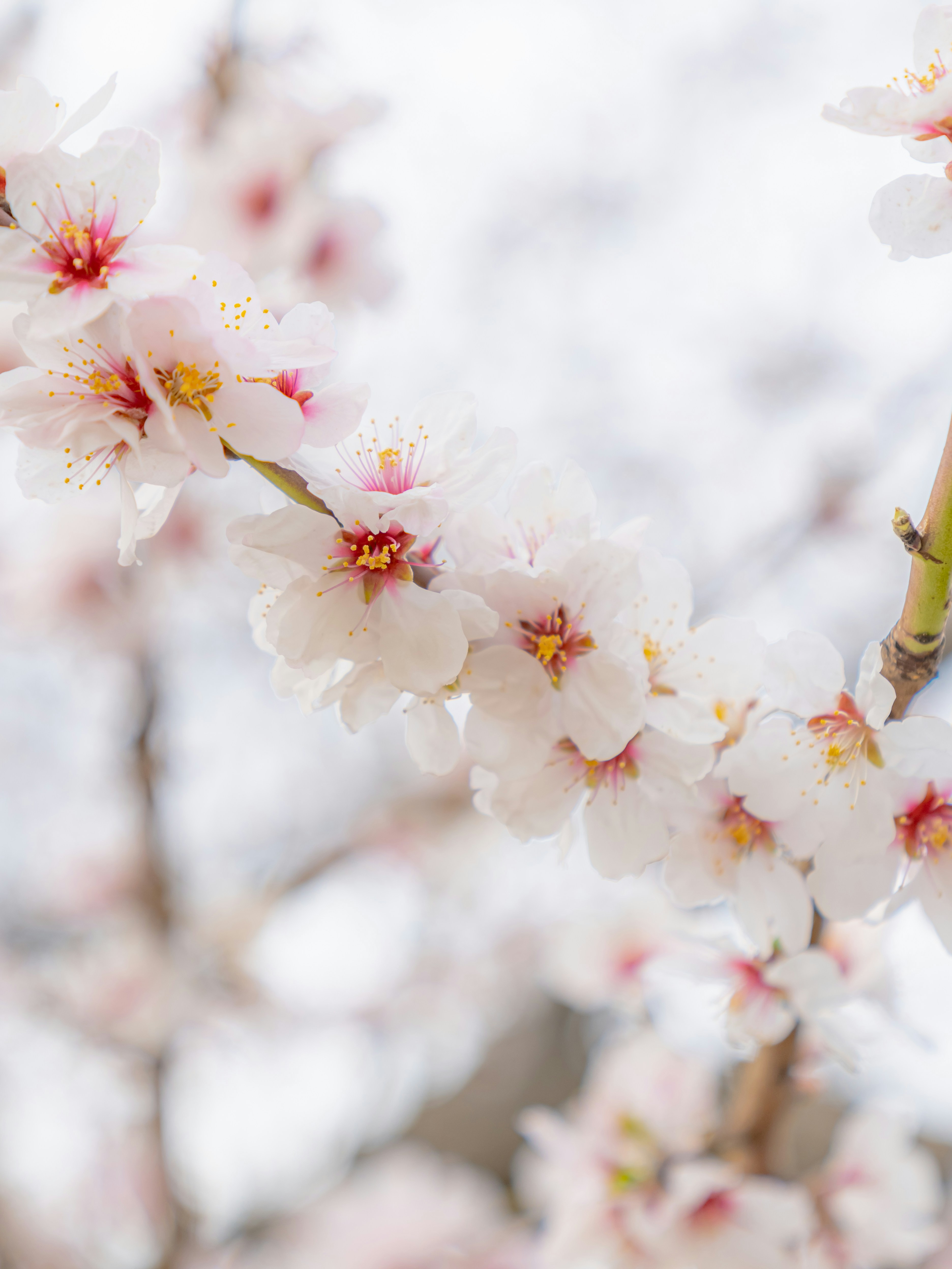 Cherry Blossom Crest: A Soft Focus Morning on Petal Wings