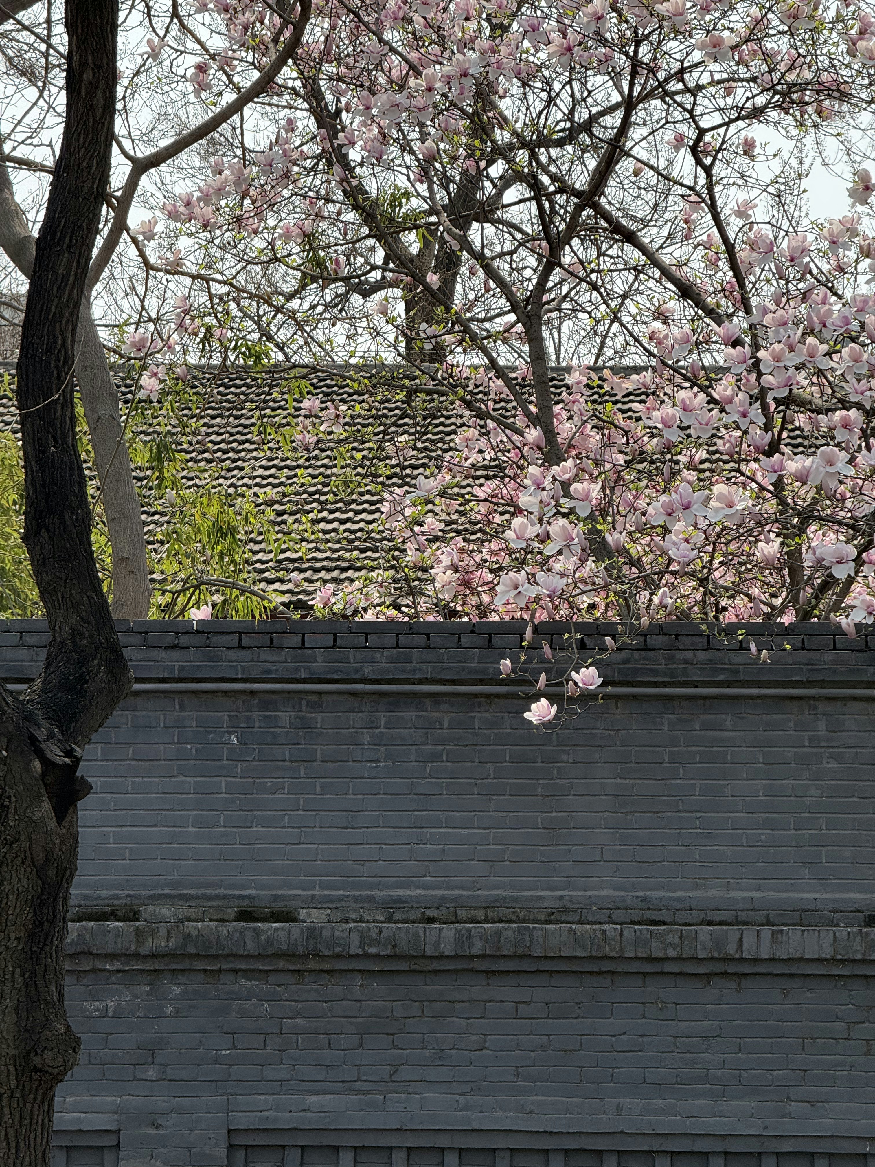Blossoms over a Quiet Brick Wall