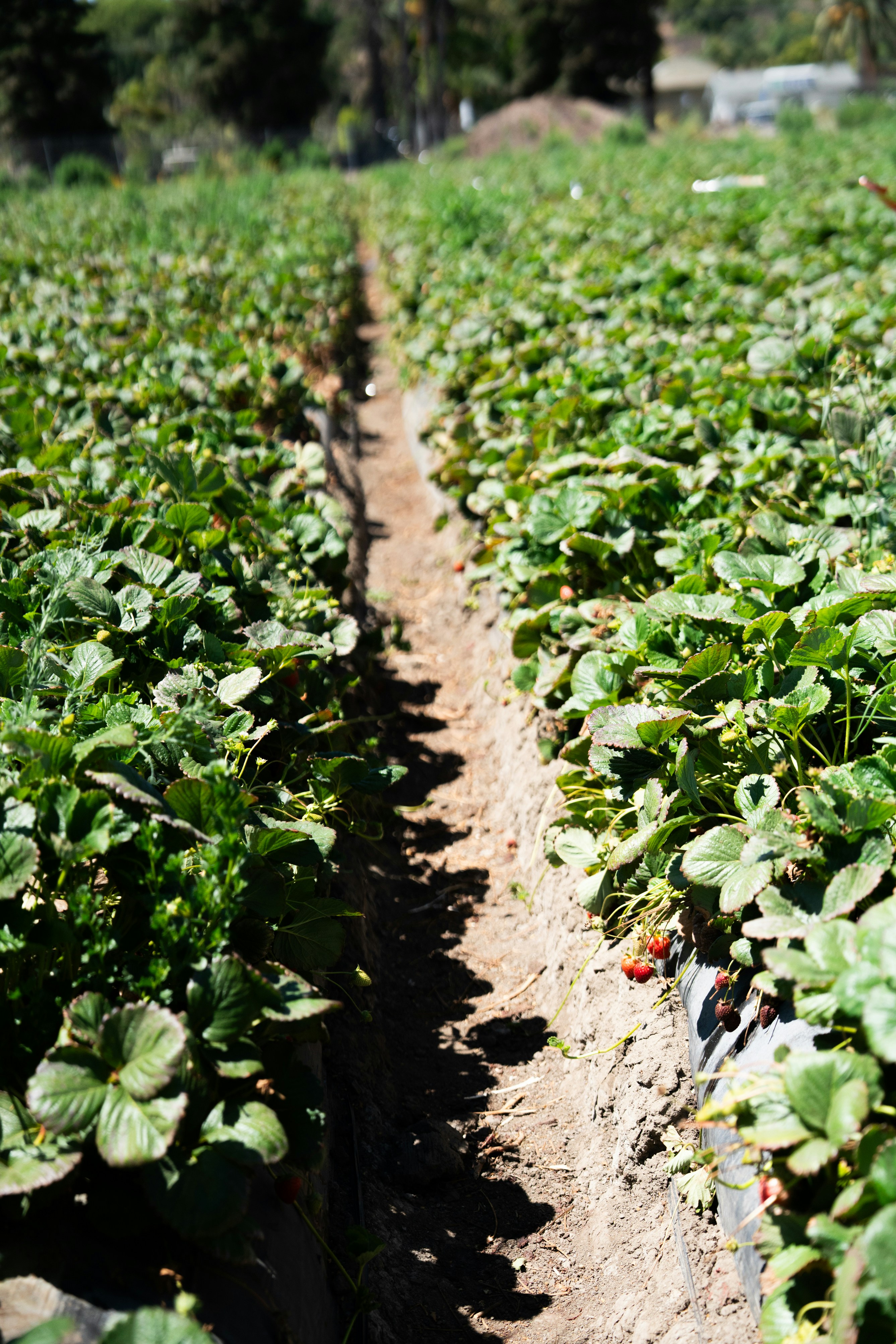Rows of Green: A Sunlit Strawberry Field Drawn Into Perspective