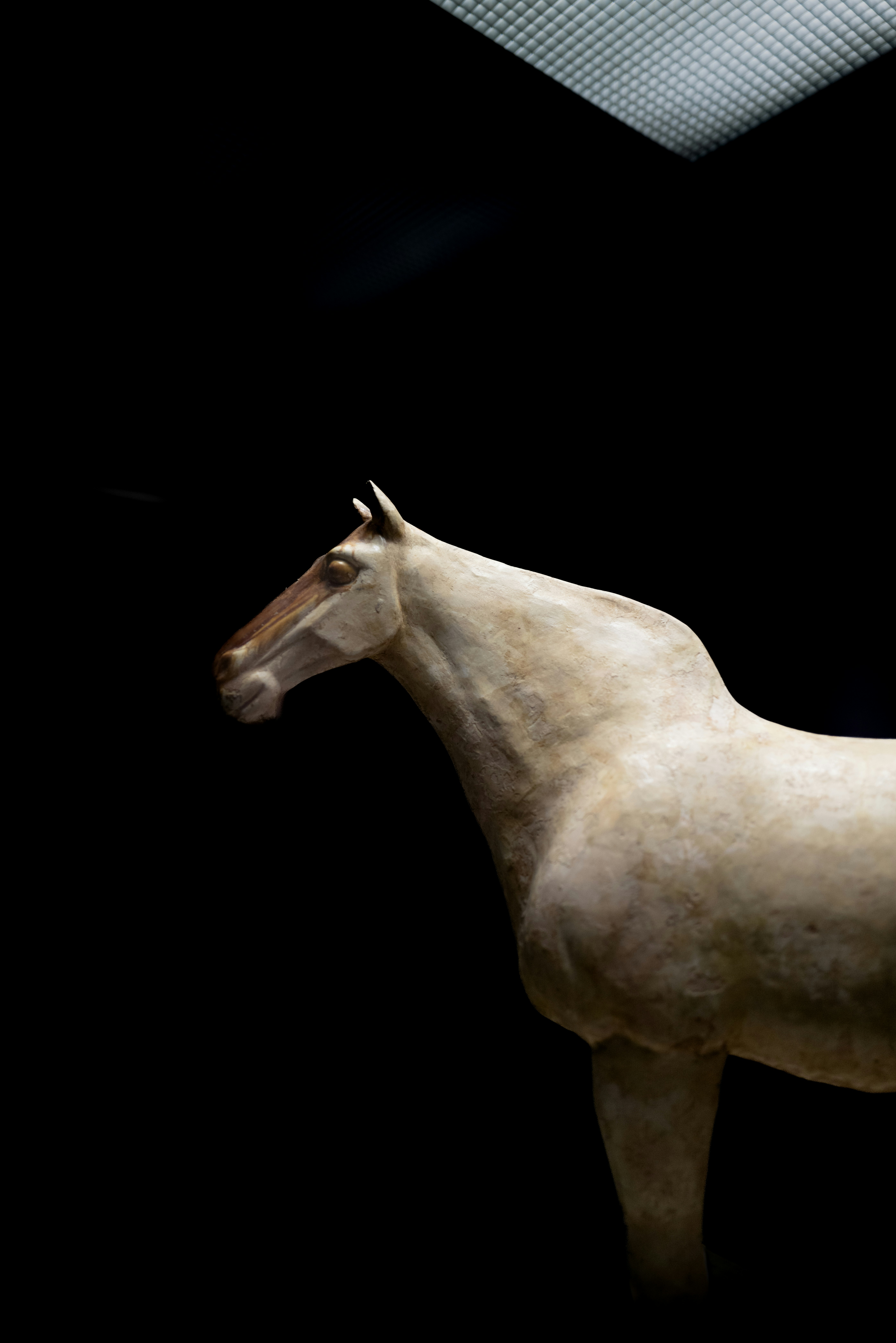 Minimalist Equine: A White Horse Mortal in Shadowed Studio