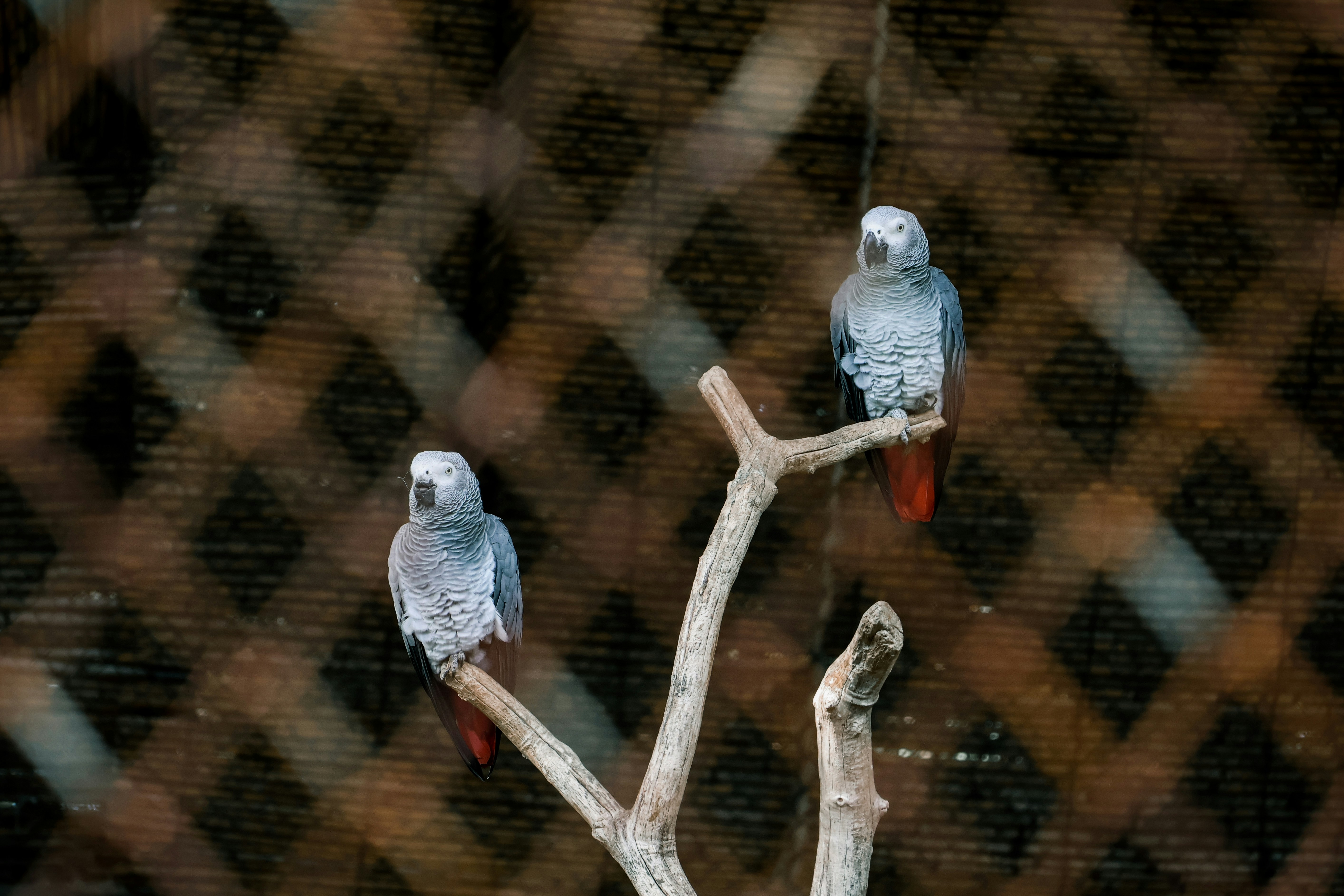 Two Caucasian Cockatiels on a Perched Twig Against a Netted Backdrop