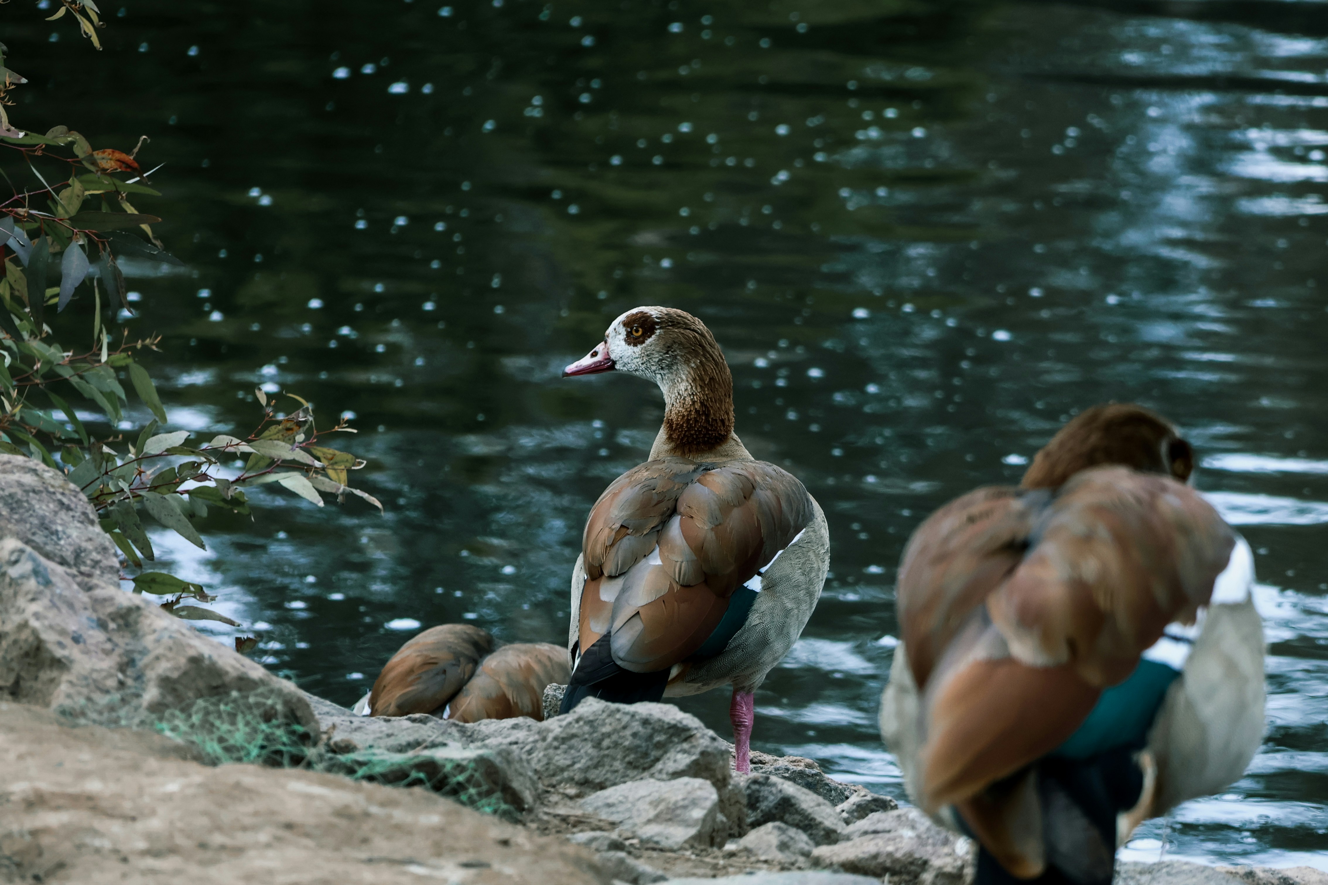 Heron-Backed Moment: A Duck Family Resting by the Quiet Banks