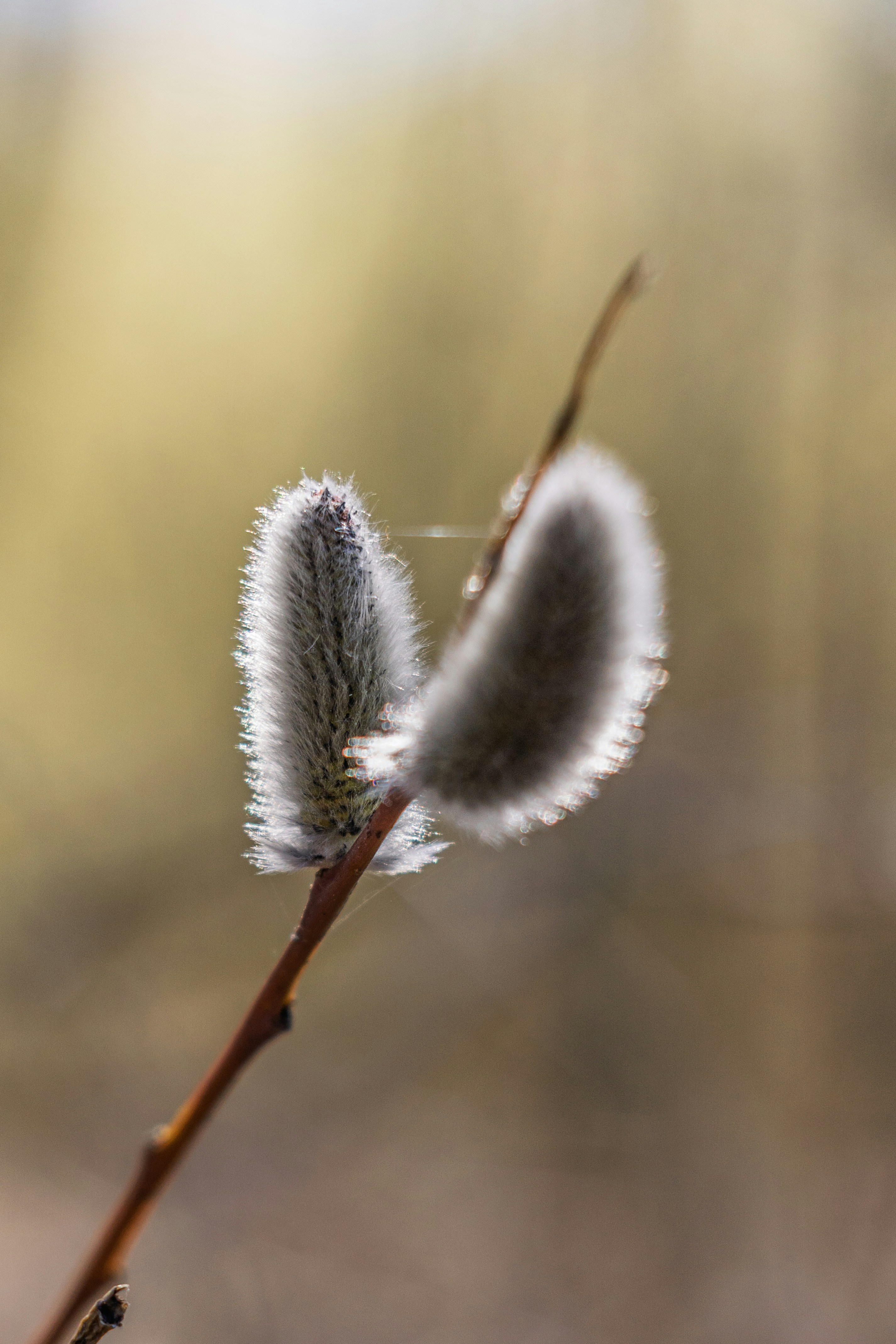Soft Buds in Focus: Fuzzy Catkins on a Spring Branch