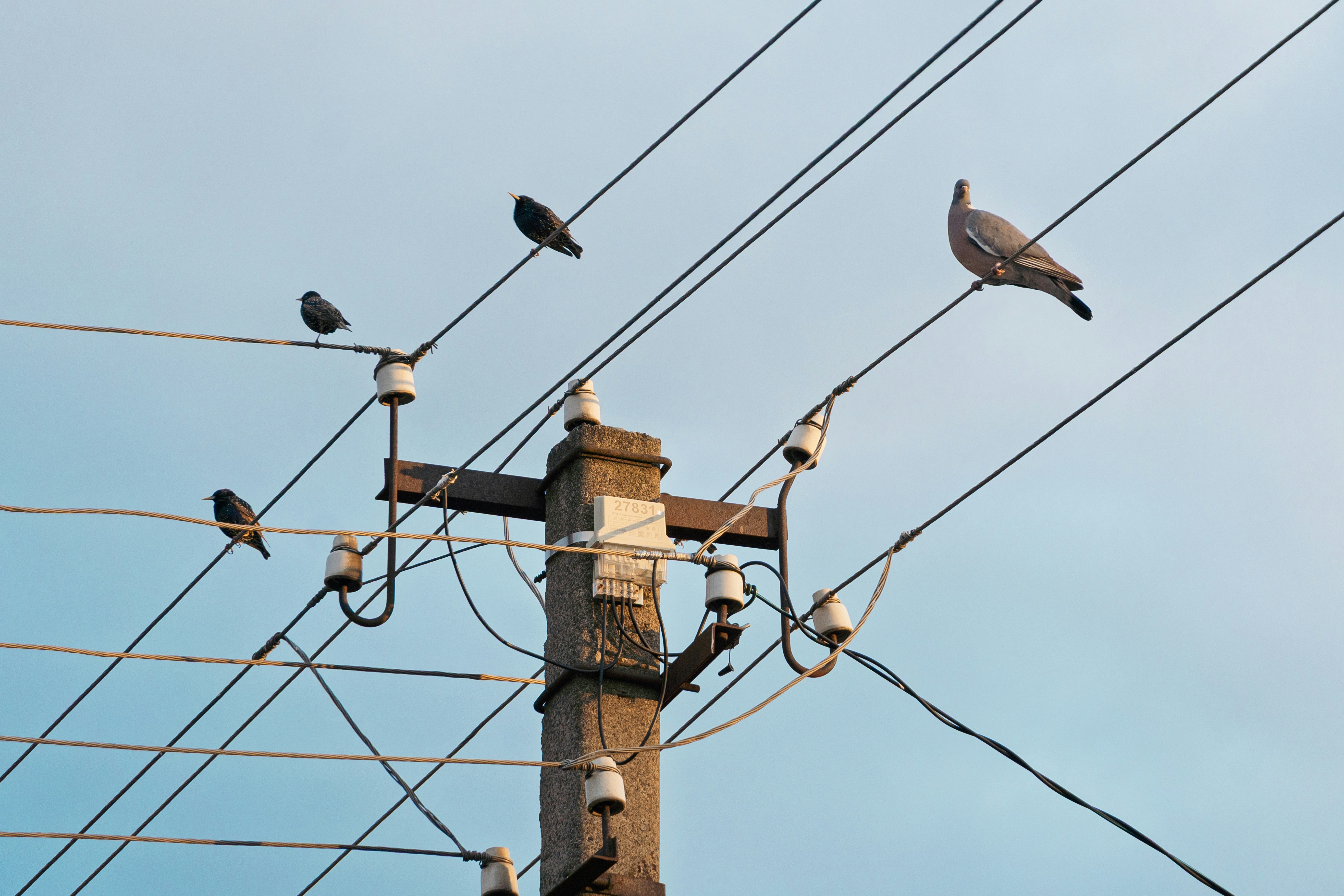 Rooks on the Grid: A Quiet Moment on Power Lines