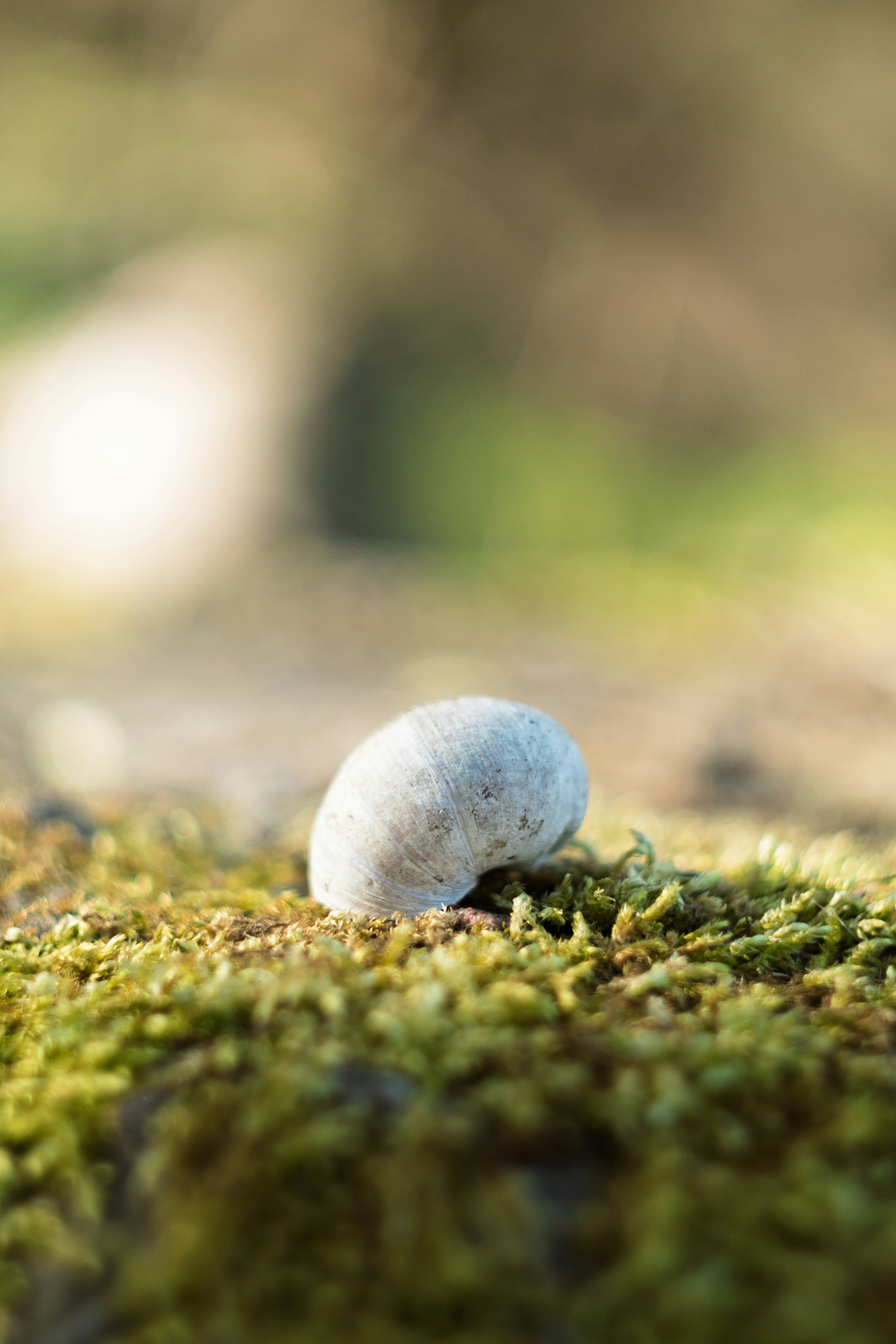  lone seashell on mossy shore caught in soft morning light