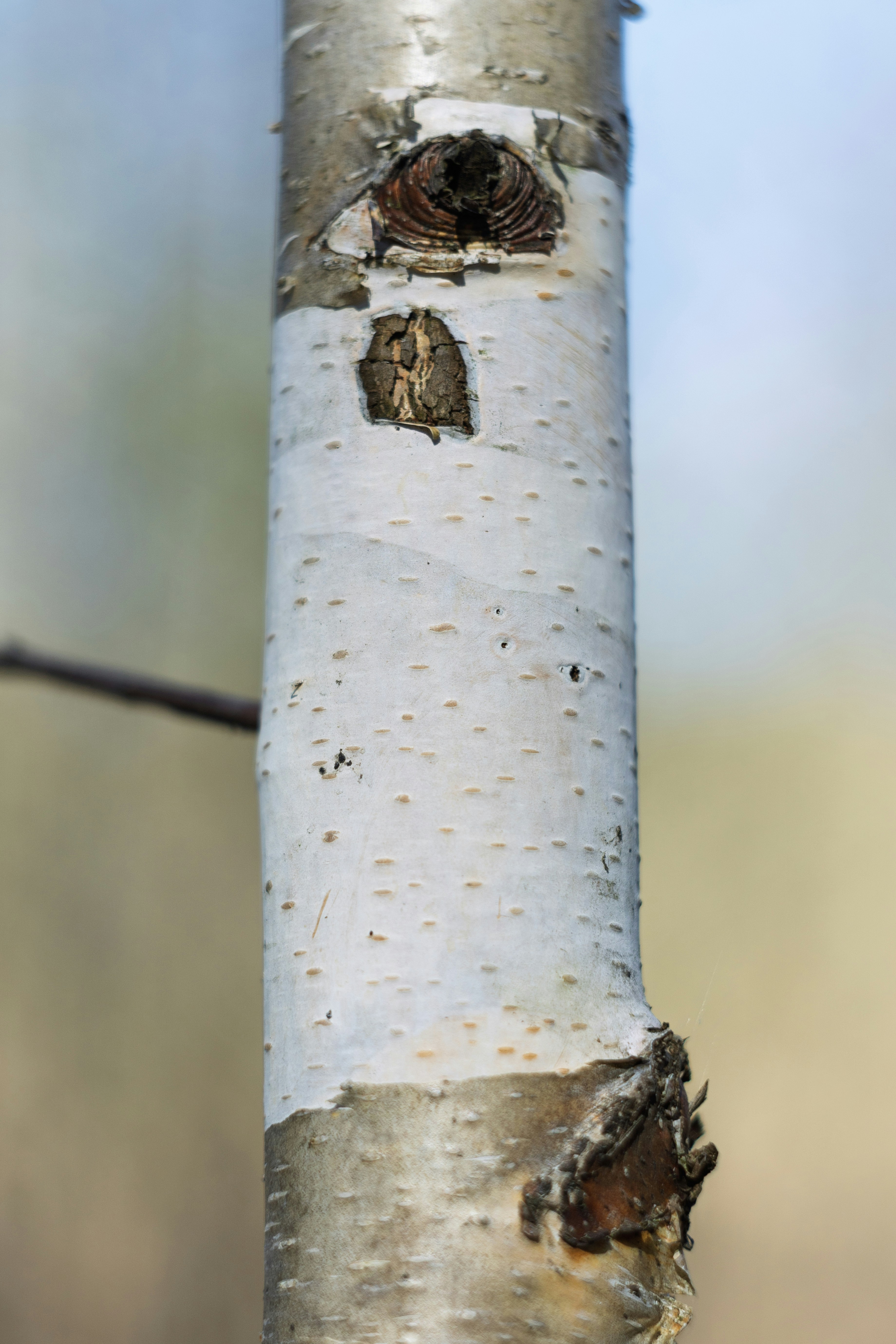 Birch in Focus: The Velvet Trunk and Knot of Time