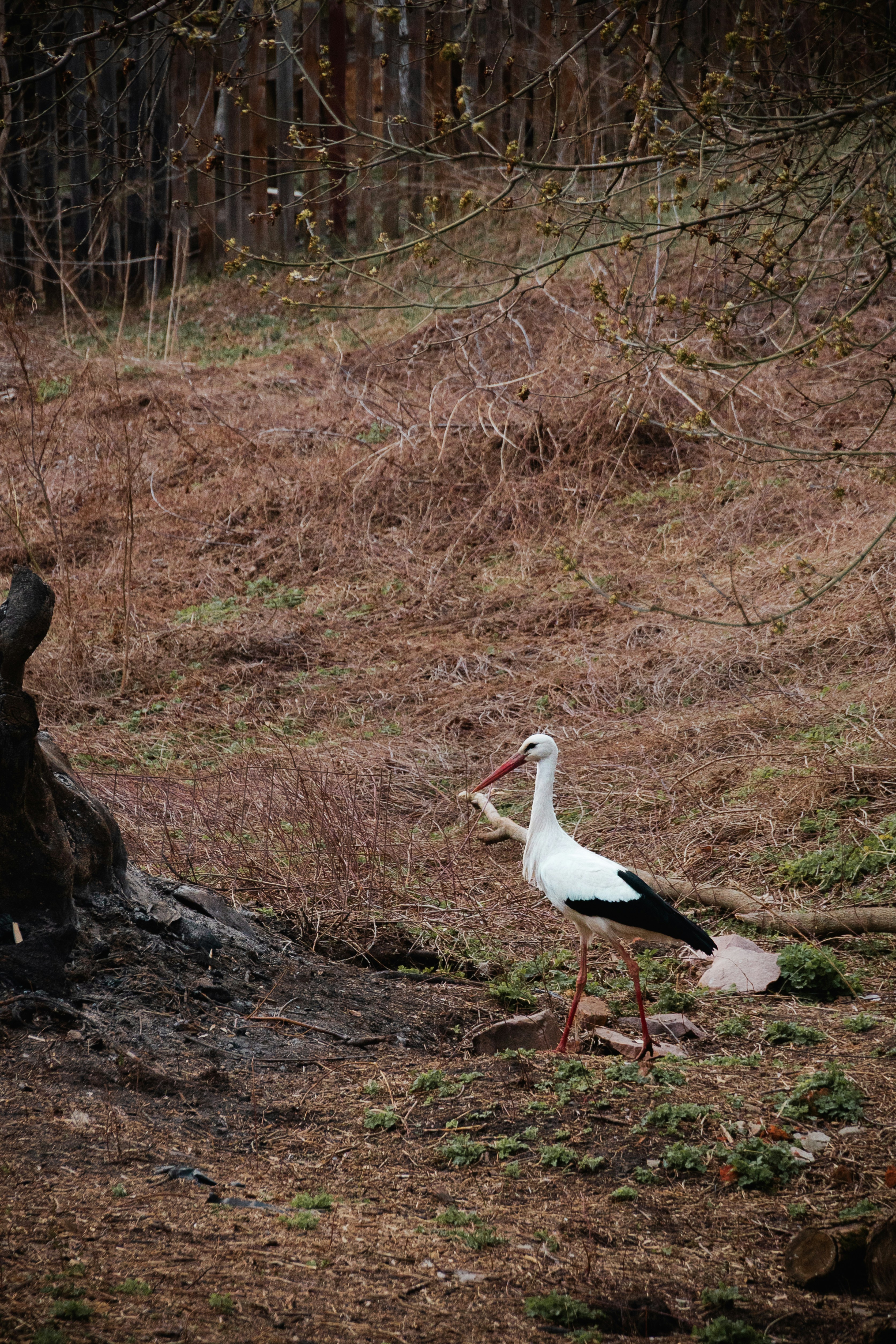White Stork in a Quiet Woodland Clearing