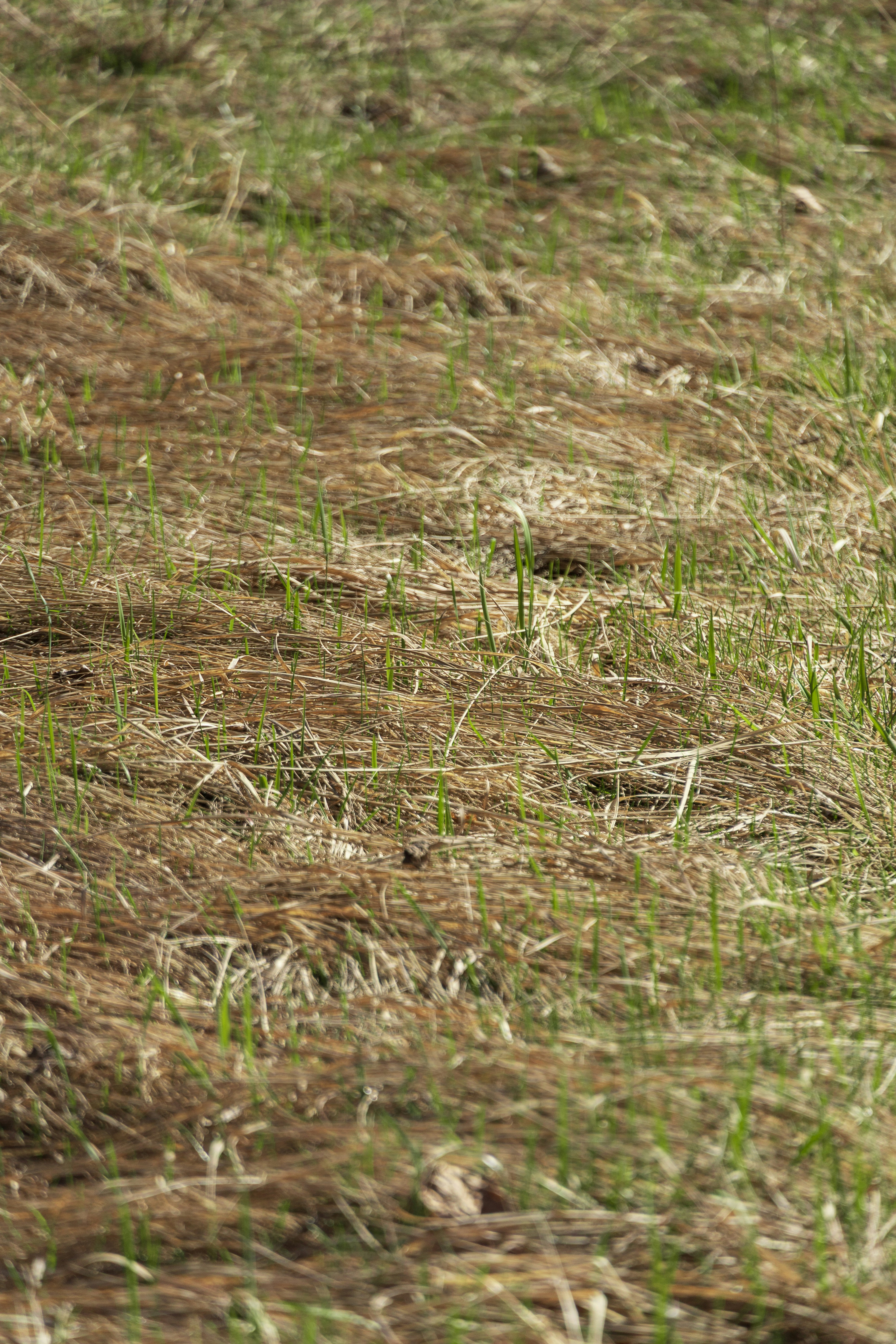 Sparse Field of Pine Needle and Grass Sprouts