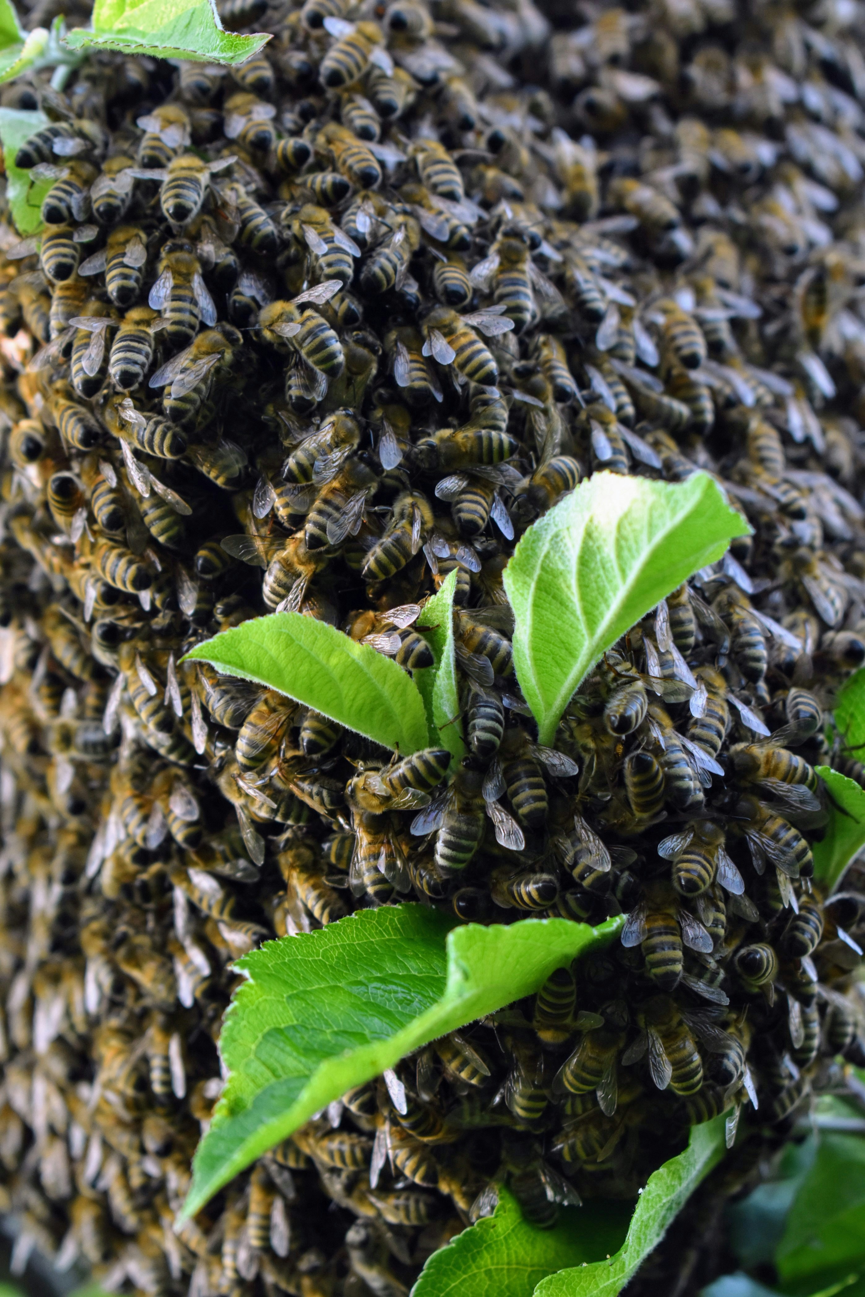 Honeybee Mosaic: A Dense Swarm Clung to Ledger of Nectar and Green Leaves