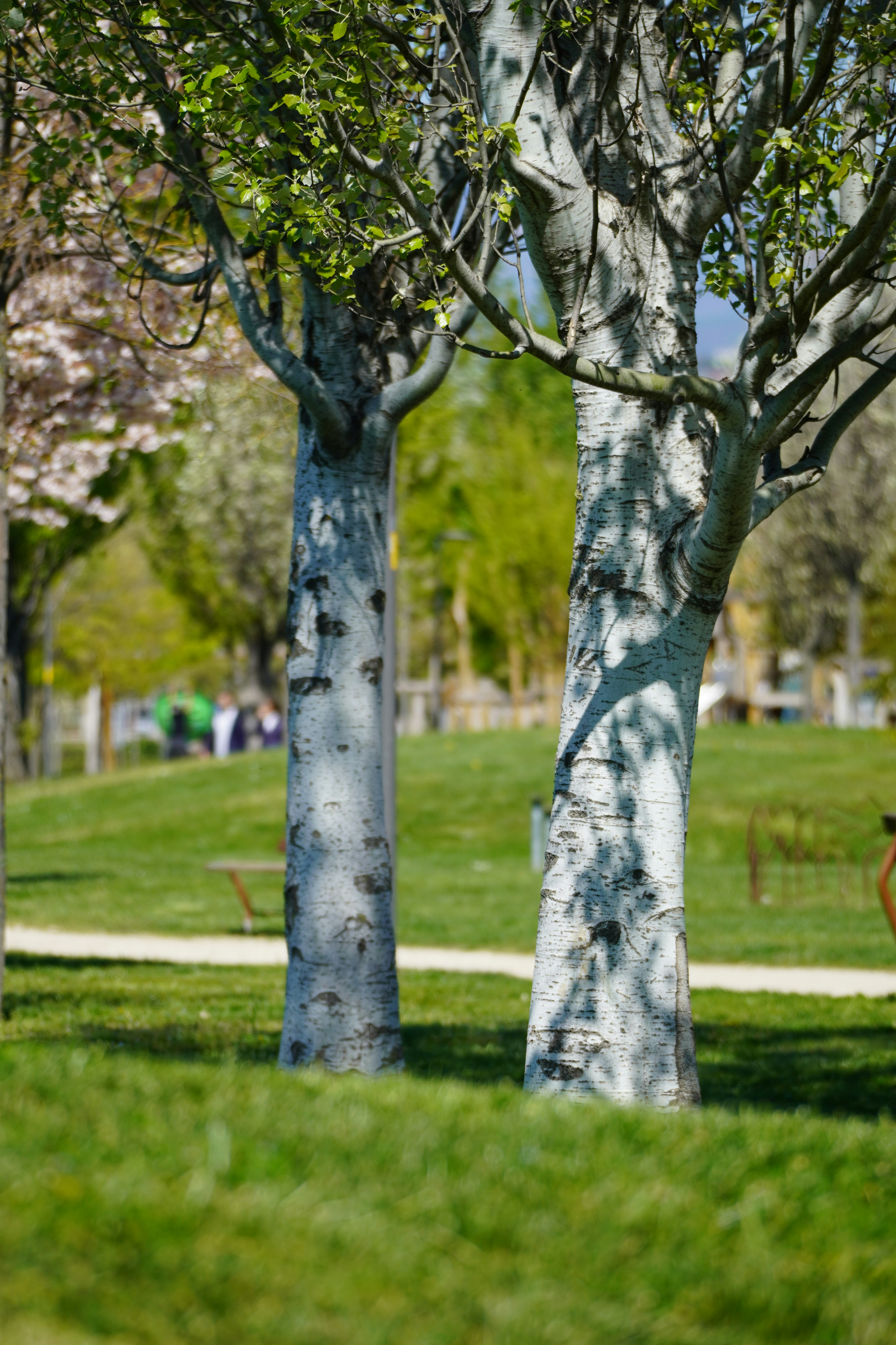 Two birch trunks in a sunlit city park