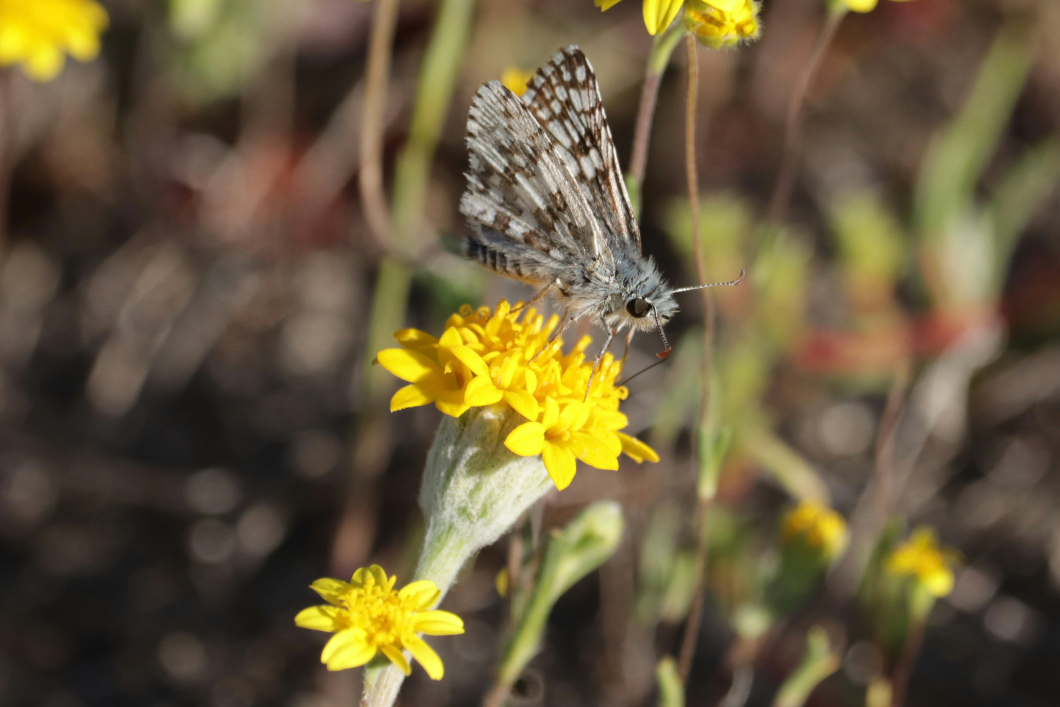 Butterfly on Yellow Blooms: A Moment of Painted Silence
